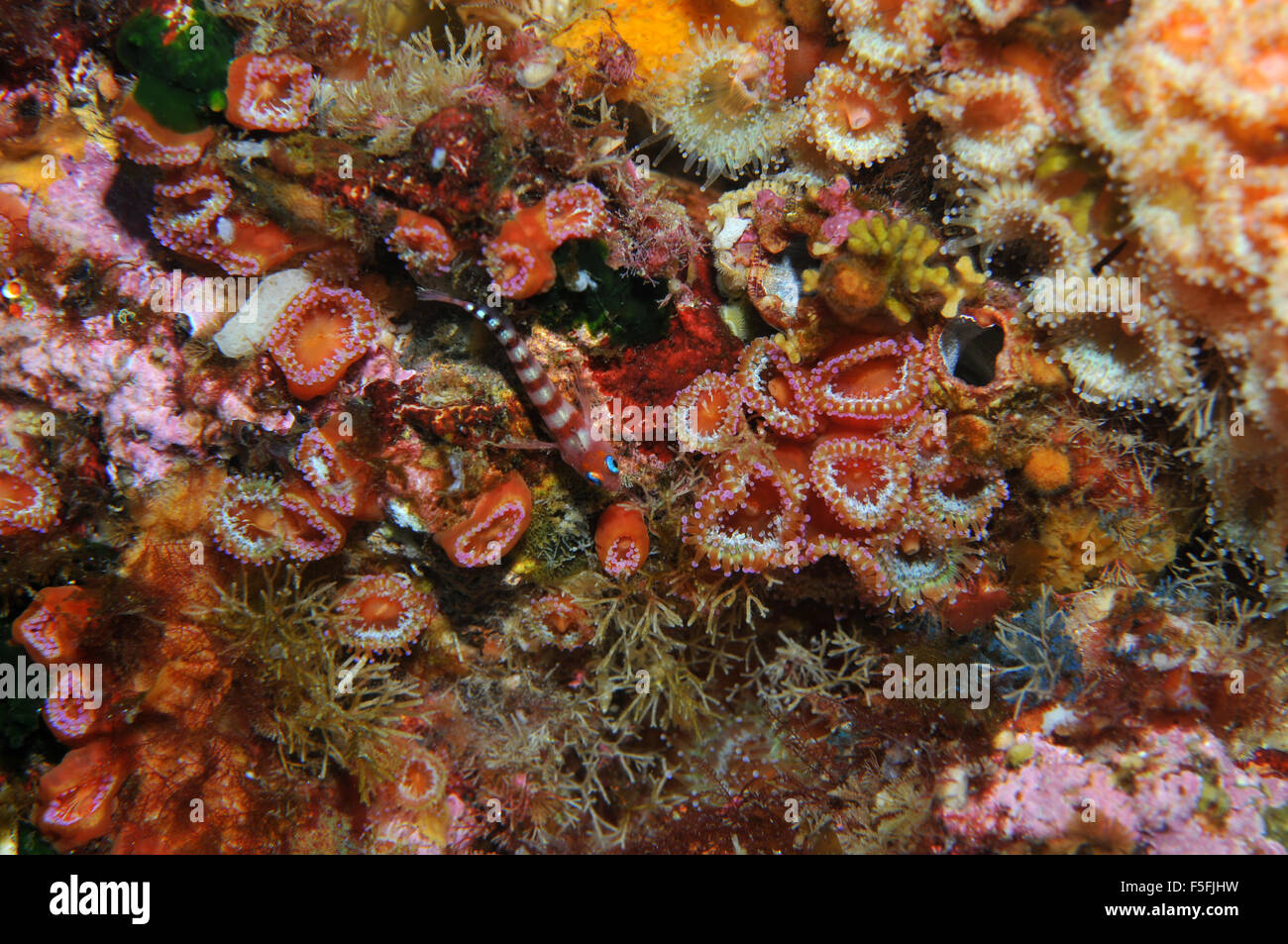 Blue-eyed triplefin, Notoclinops segmentatus, among anthozoans jewel ...