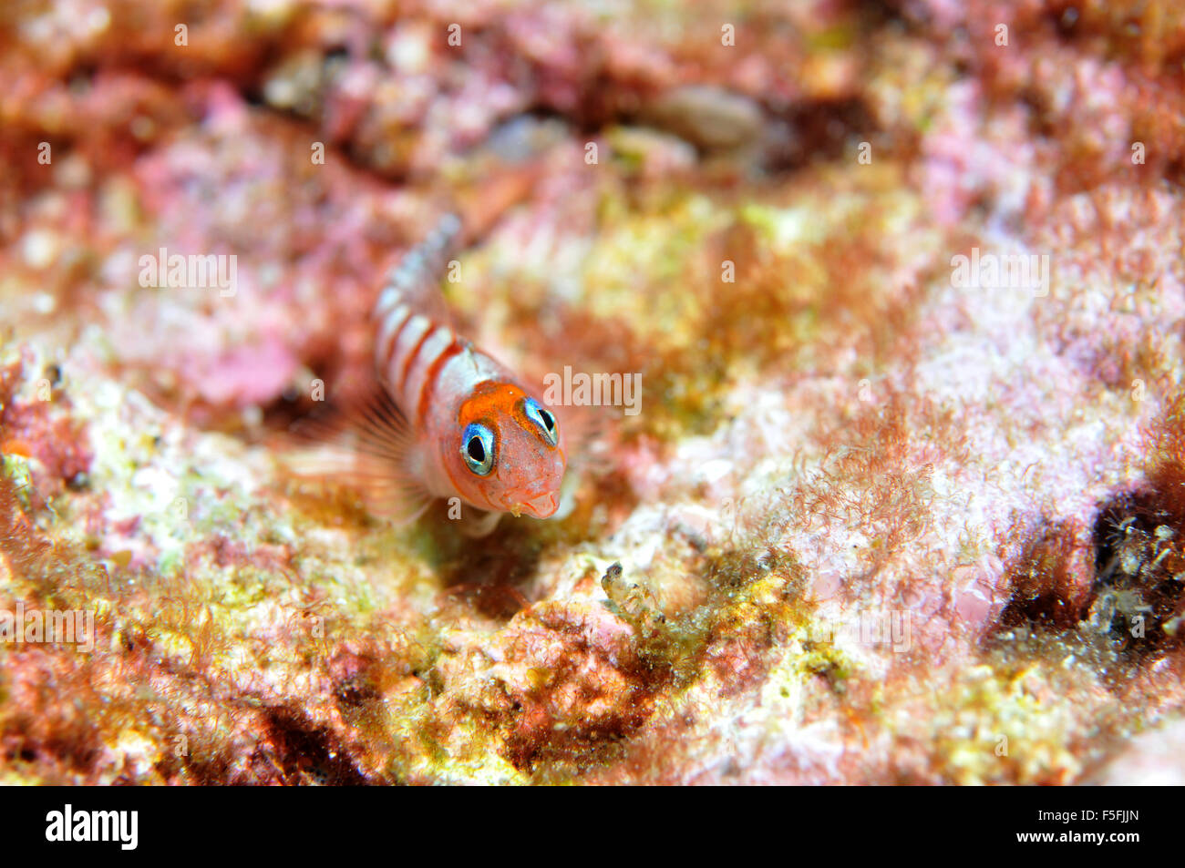 Blue eyed fish hi-res stock photography and images - Alamy
