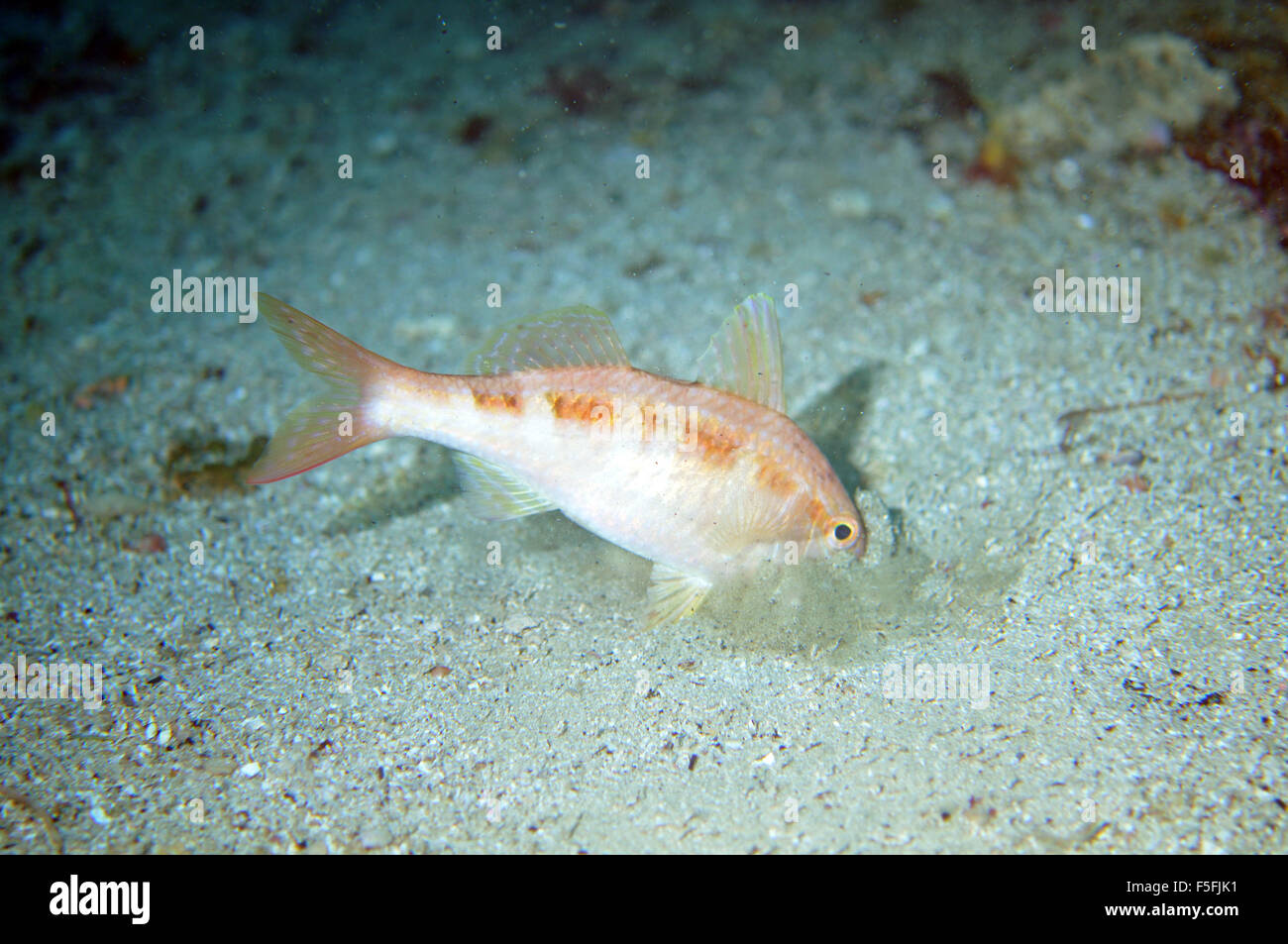 Goatfish new zealand hi-res stock photography and images - Alamy