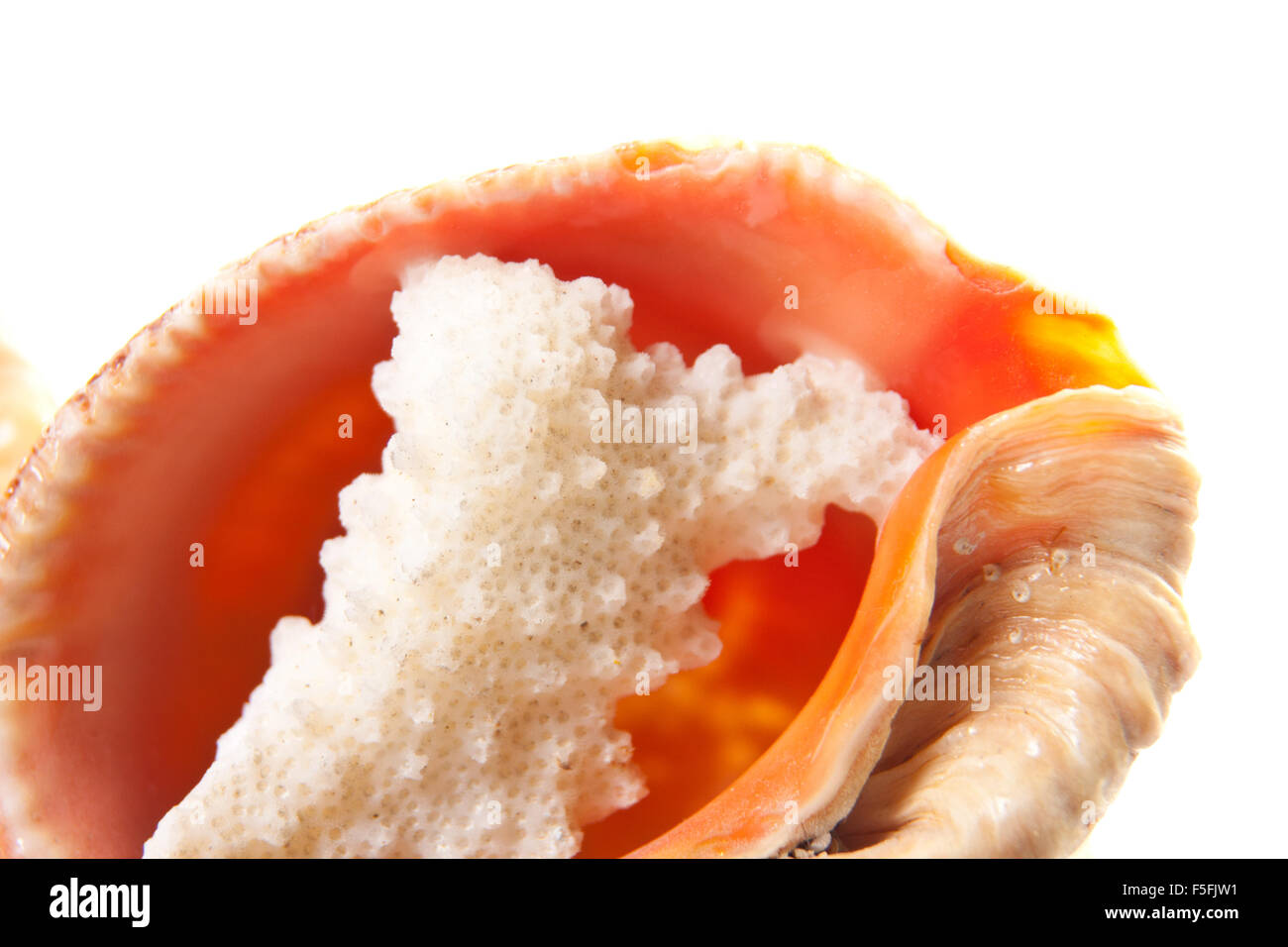 Coral in seashell Stock Photo - Alamy