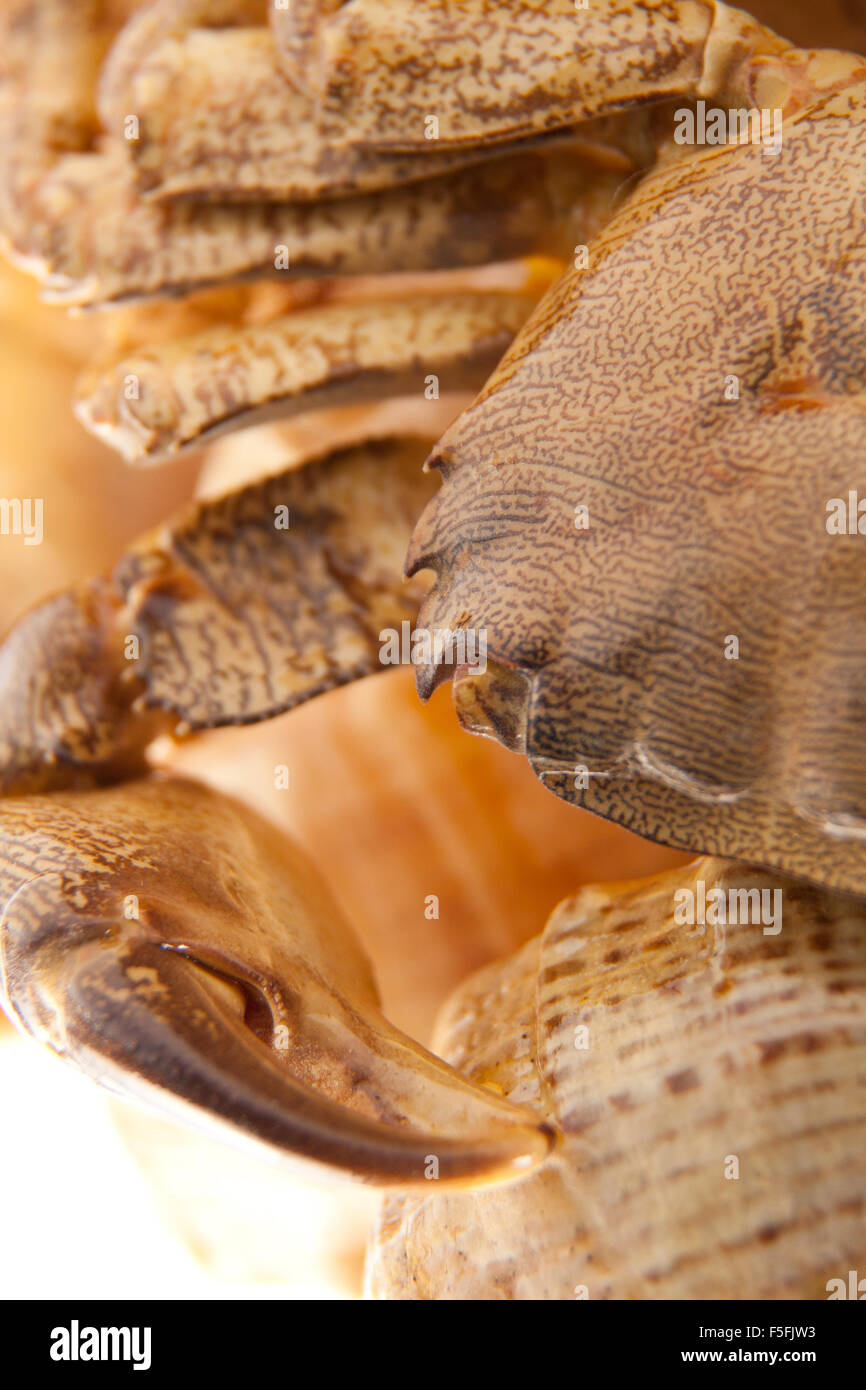 Sea crab on shell Stock Photo - Alamy