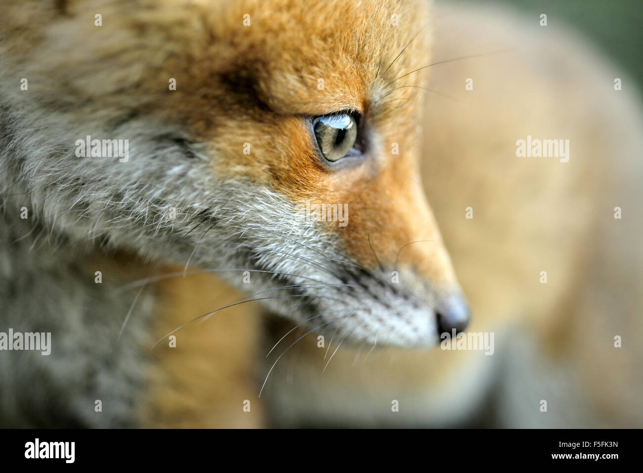 Portrait of acub of red fox (Vulpes vulpes Stock Photo - Alamy