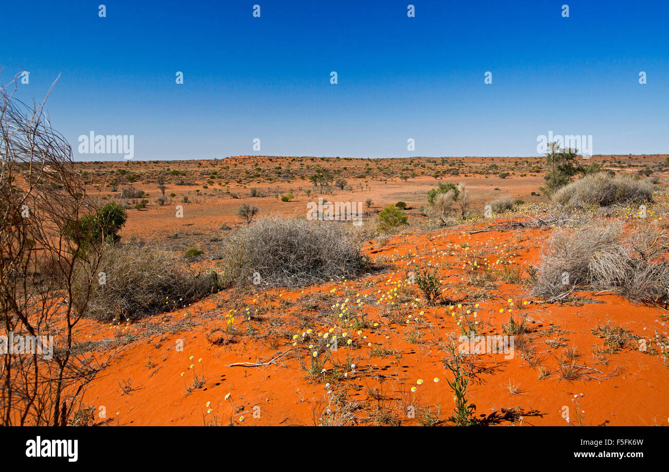 Vast arid desert landscape of red sand dunes & vast barren treeless ...