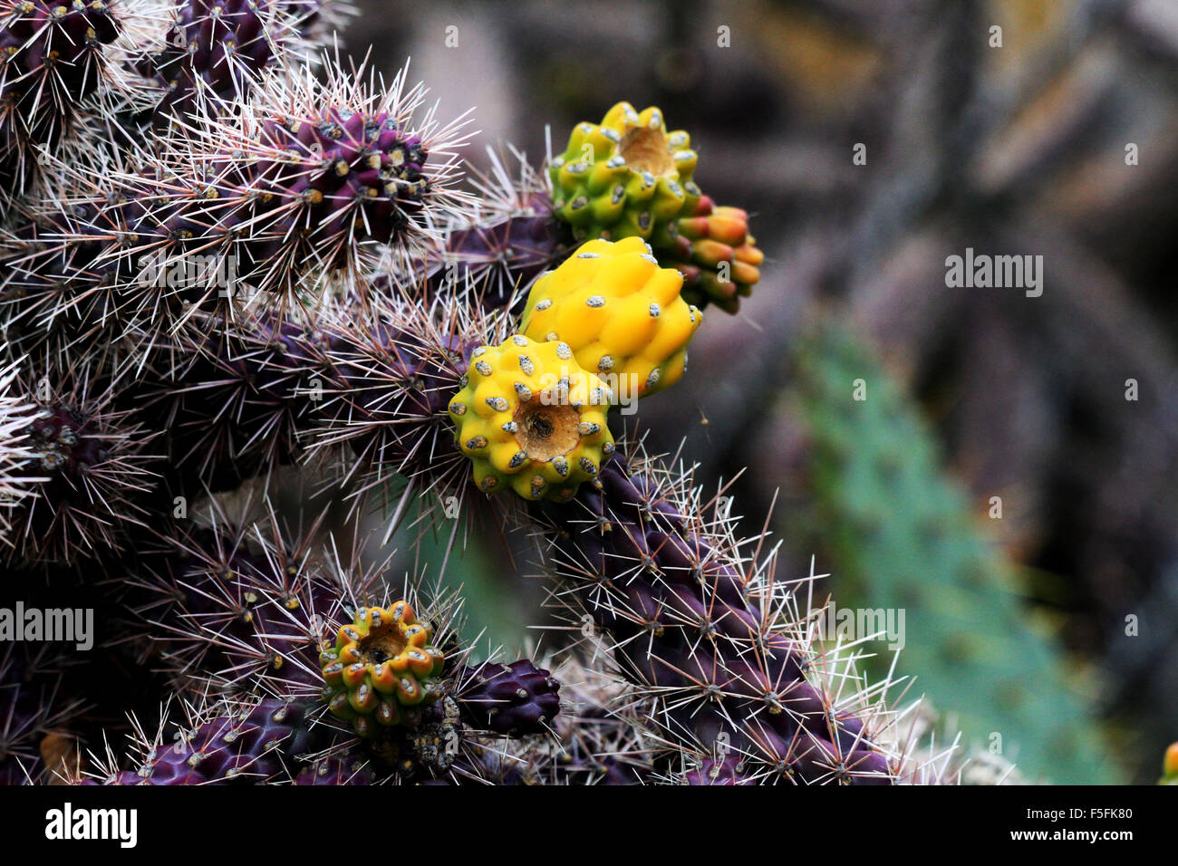 Colorful cactus seen growing in Sedona, Arizona in the fall Stock Photo ...
