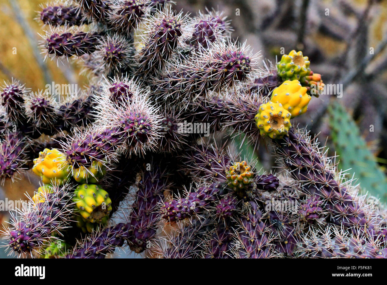 Colorful cactus seen growing in Sedona, Arizona in the fall Stock Photo ...
