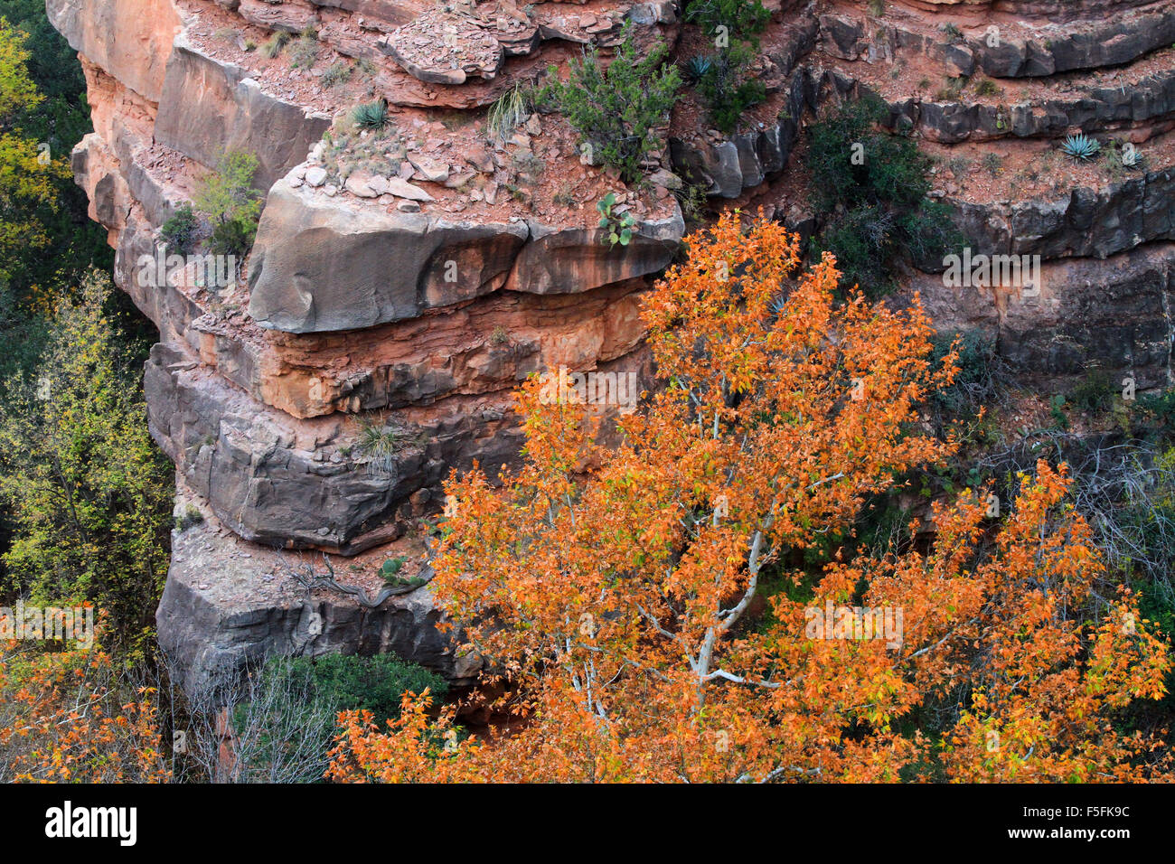 Beautiful fall colors in Oak Creek Canyon of Sedona, Arizona Stock ...