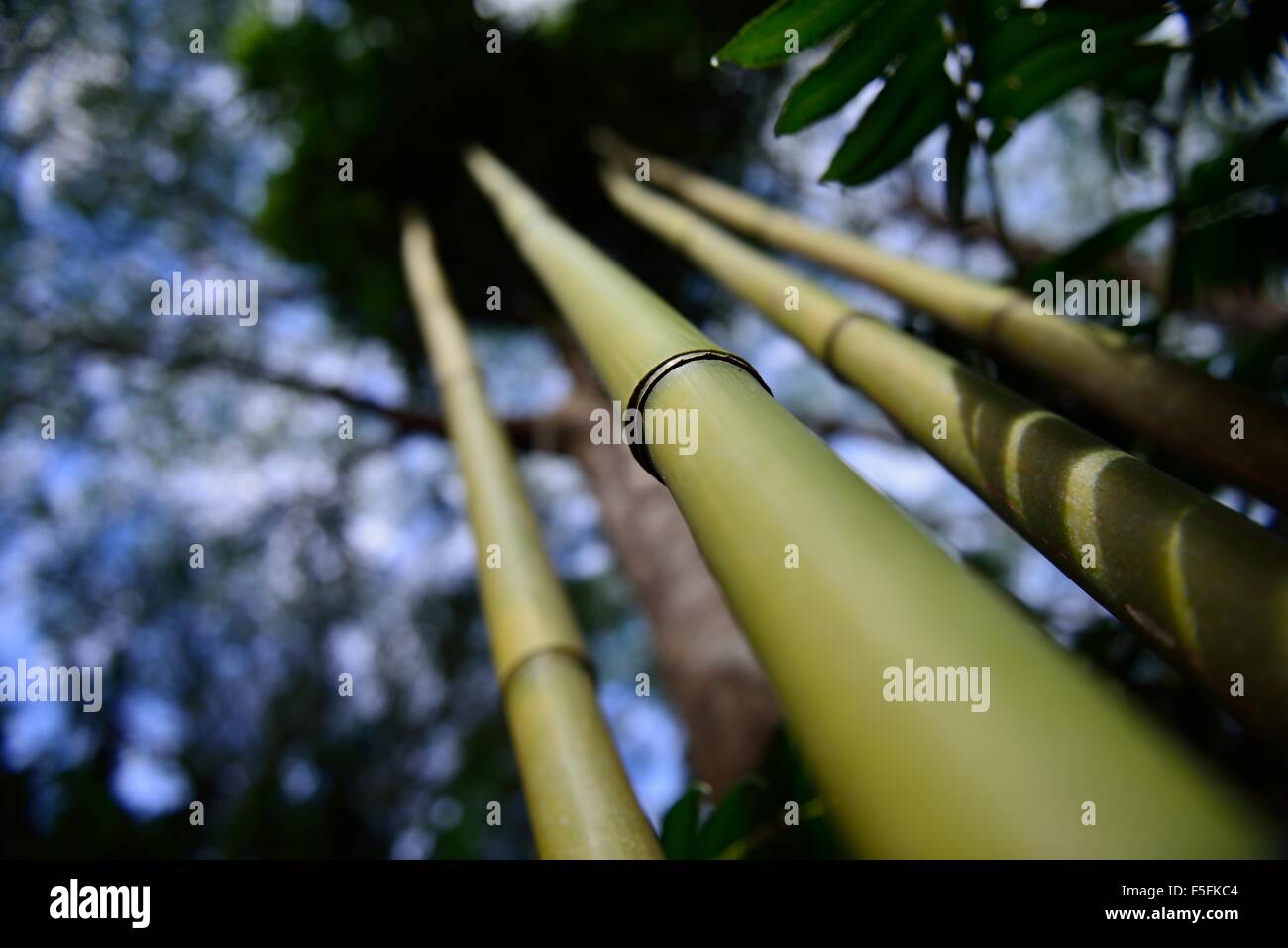 Bamboo Stalks Closeup High Resolution Stock Photography and Images - Alamy