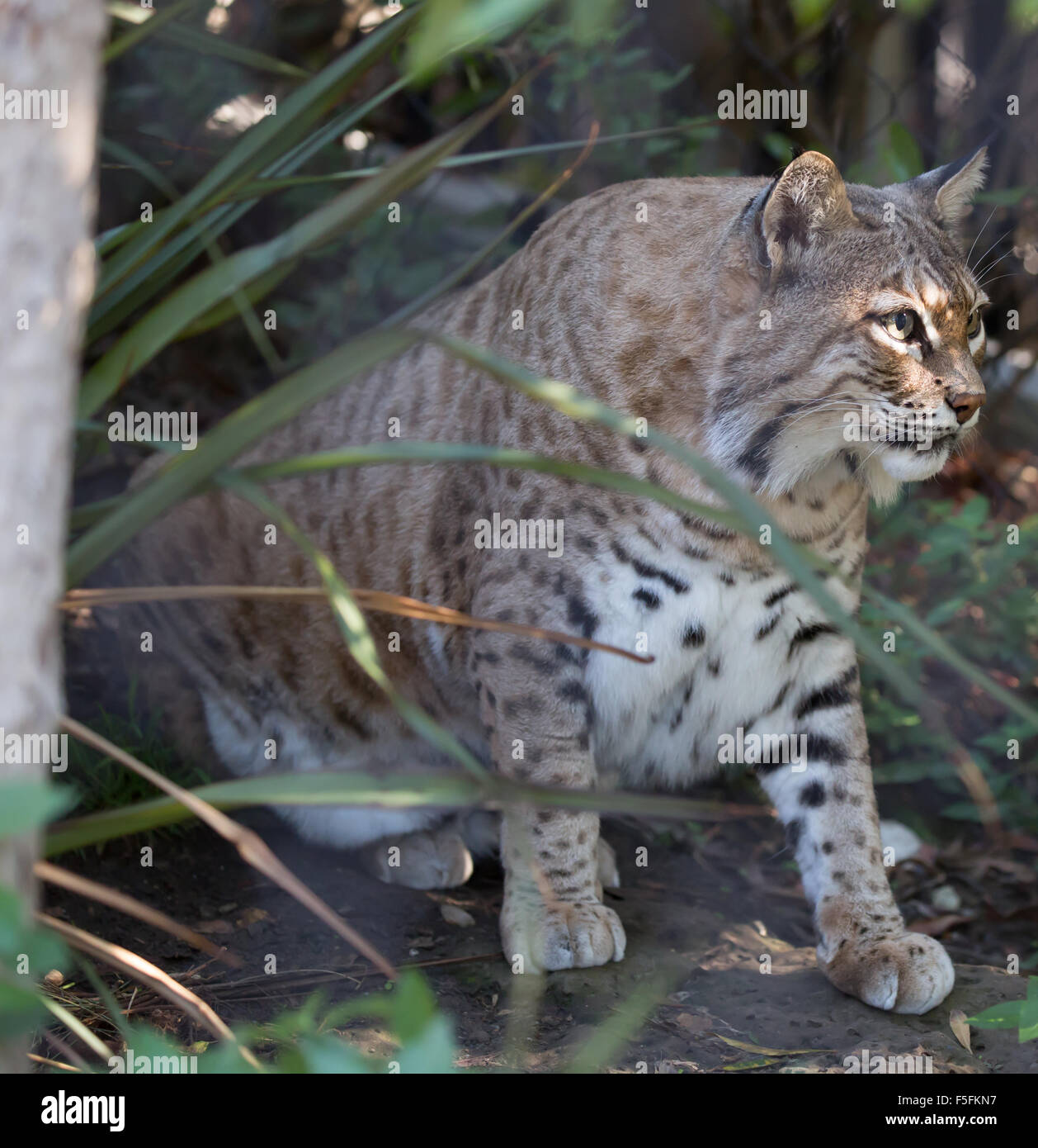 Bobcat (Lynx rufus californicus) resting on a rock and posing Stock ...