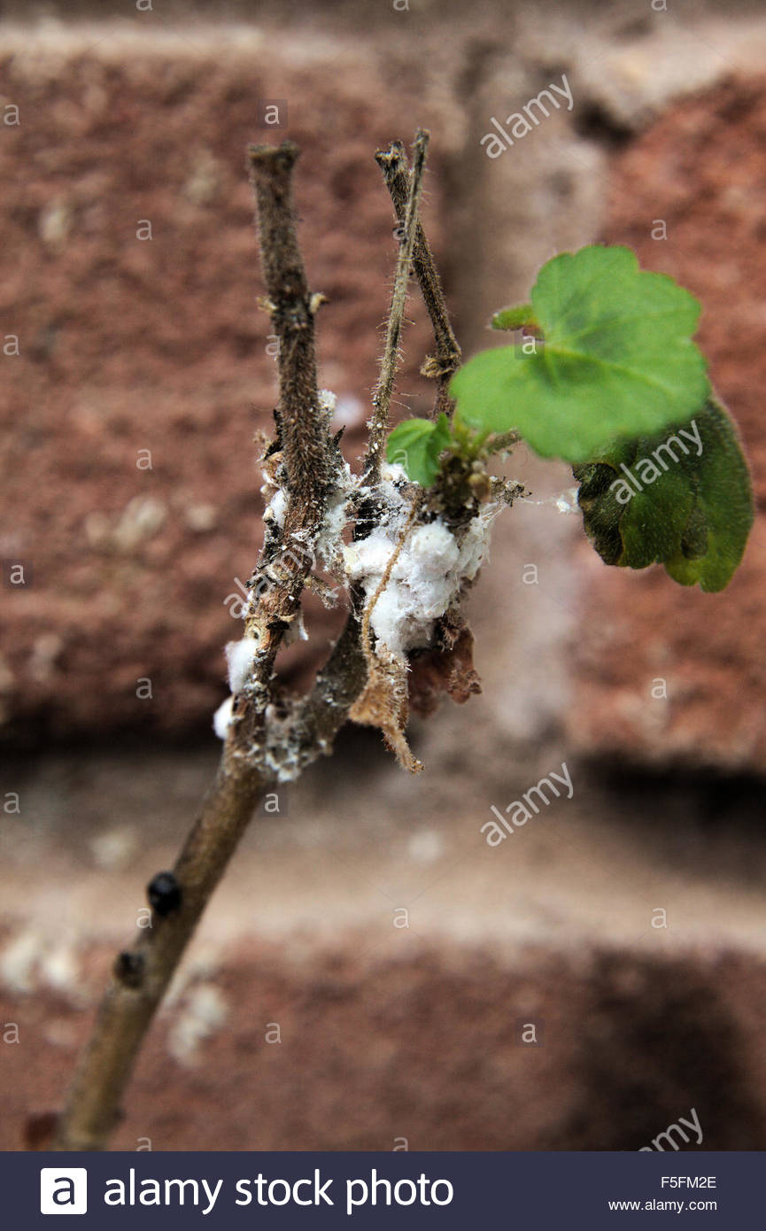Mealy Bug Stock Photos & Mealy Bug Stock Images - Alamy