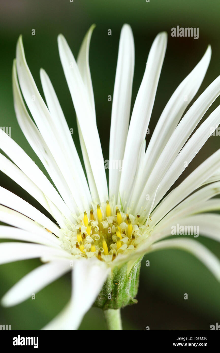 Gerbera daisy field nobody hi-res stock photography and images - Alamy