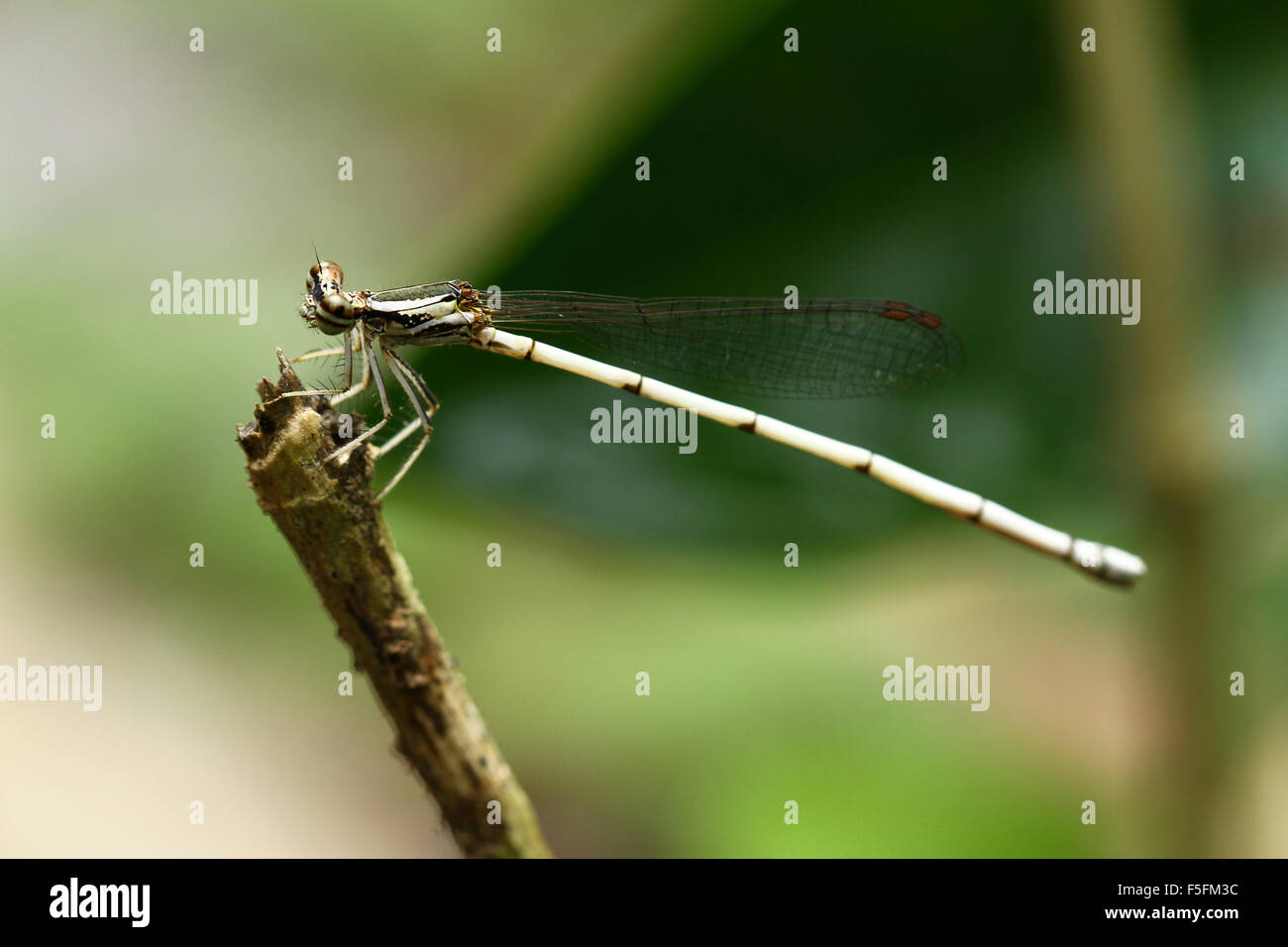 Azure damsel fly wildlife hi-res stock photography and images - Alamy