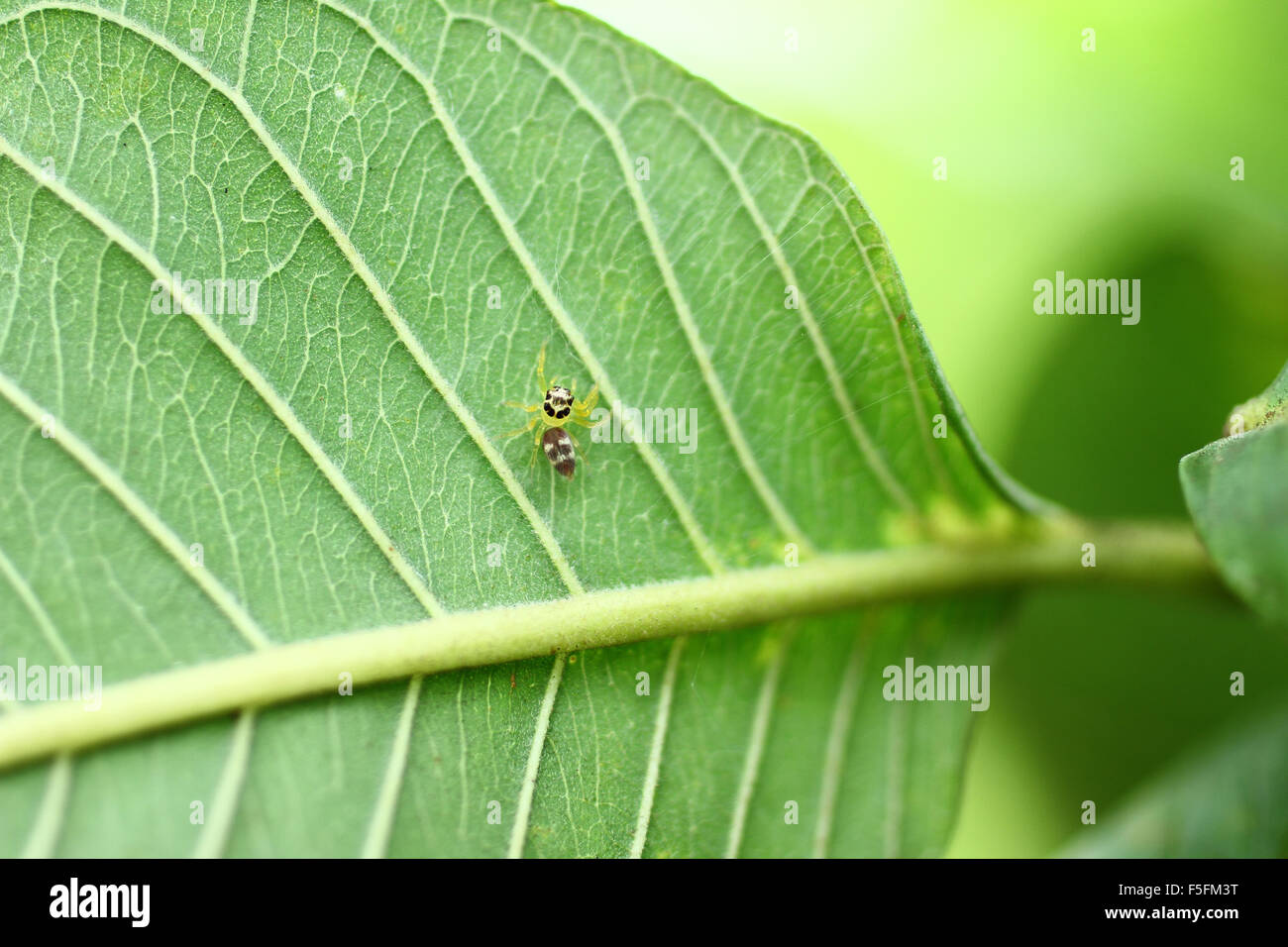 Spider sitting on the leaf Stock Photo - Alamy