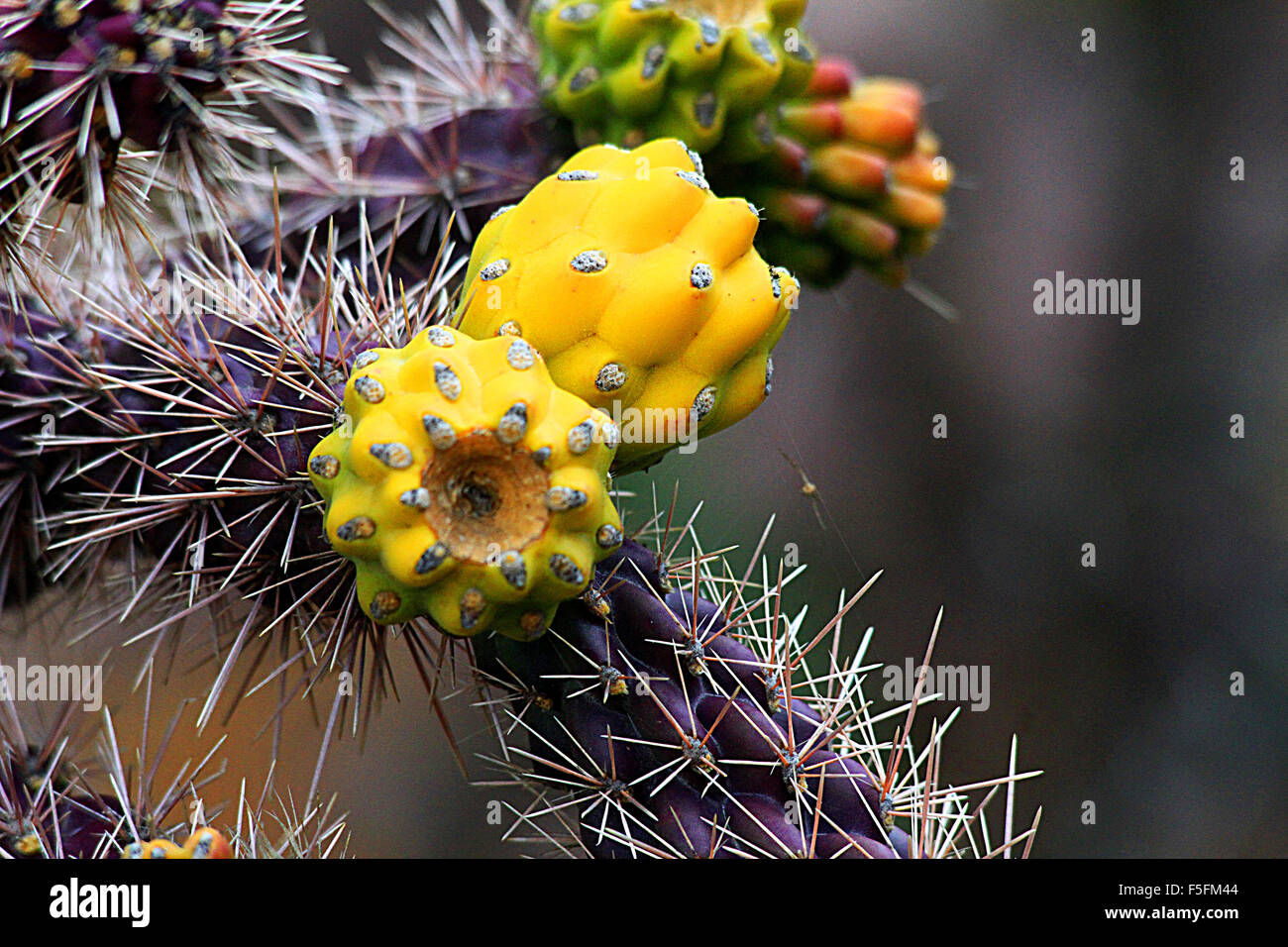 Colorful cactus seen growing in Sedona, Arizona in the fall Stock Photo ...