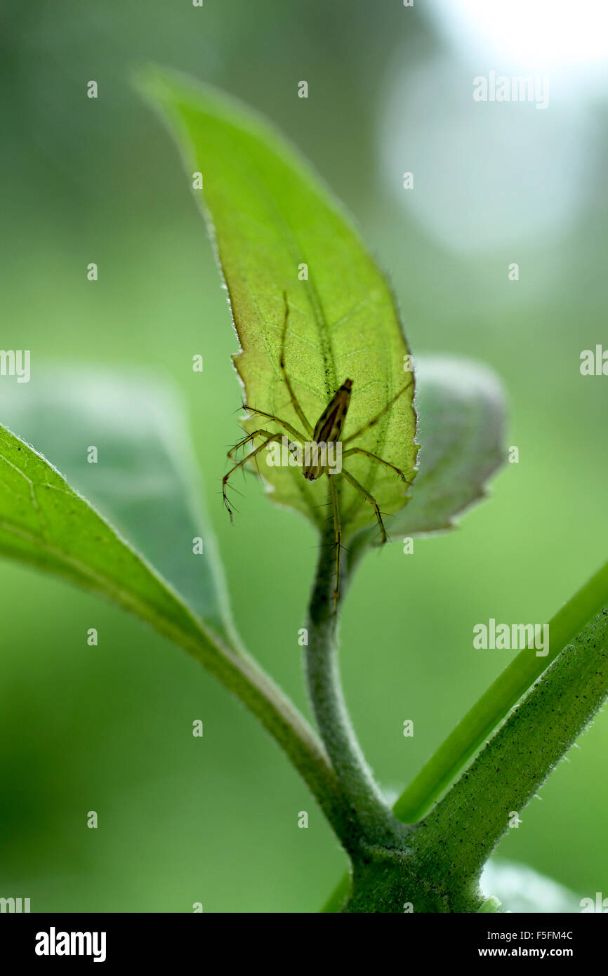 Spider sitting under the leaf Stock Photo - Alamy