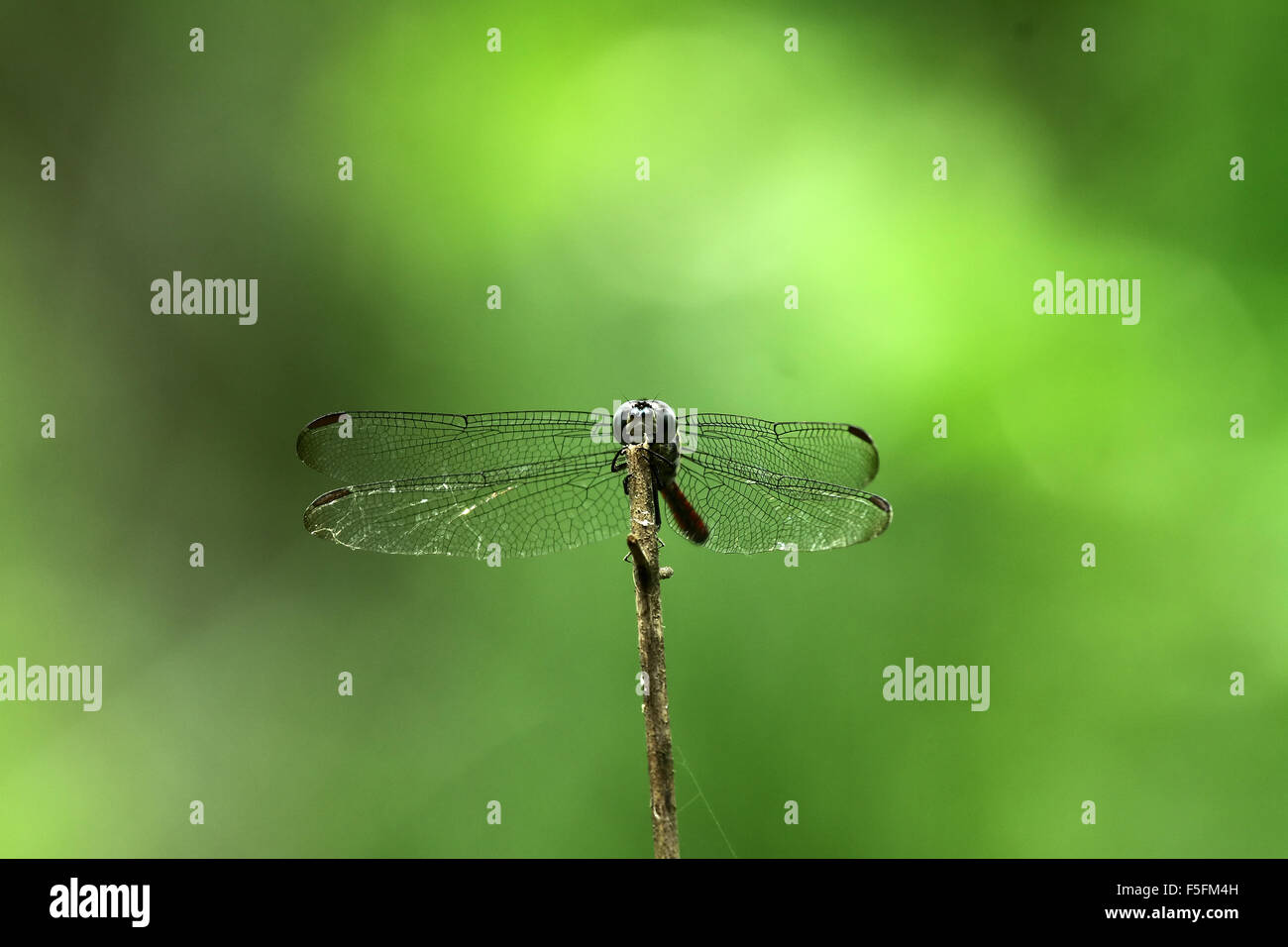 macro of red tail dragonfly hanging a stick ; selective focus at eyes ...