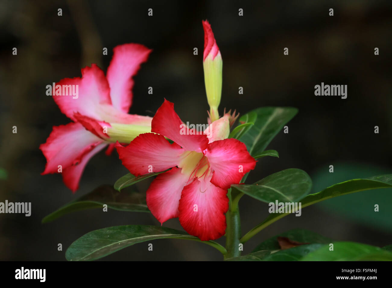 Red Desert Flower, adenium Stock Photo - Alamy