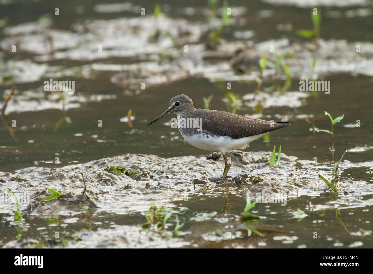 Common sandpiper breeding plumage hi-res stock photography and images ...