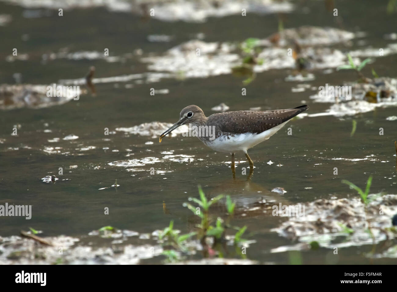 Common sandpiper breeding plumage hi-res stock photography and images ...