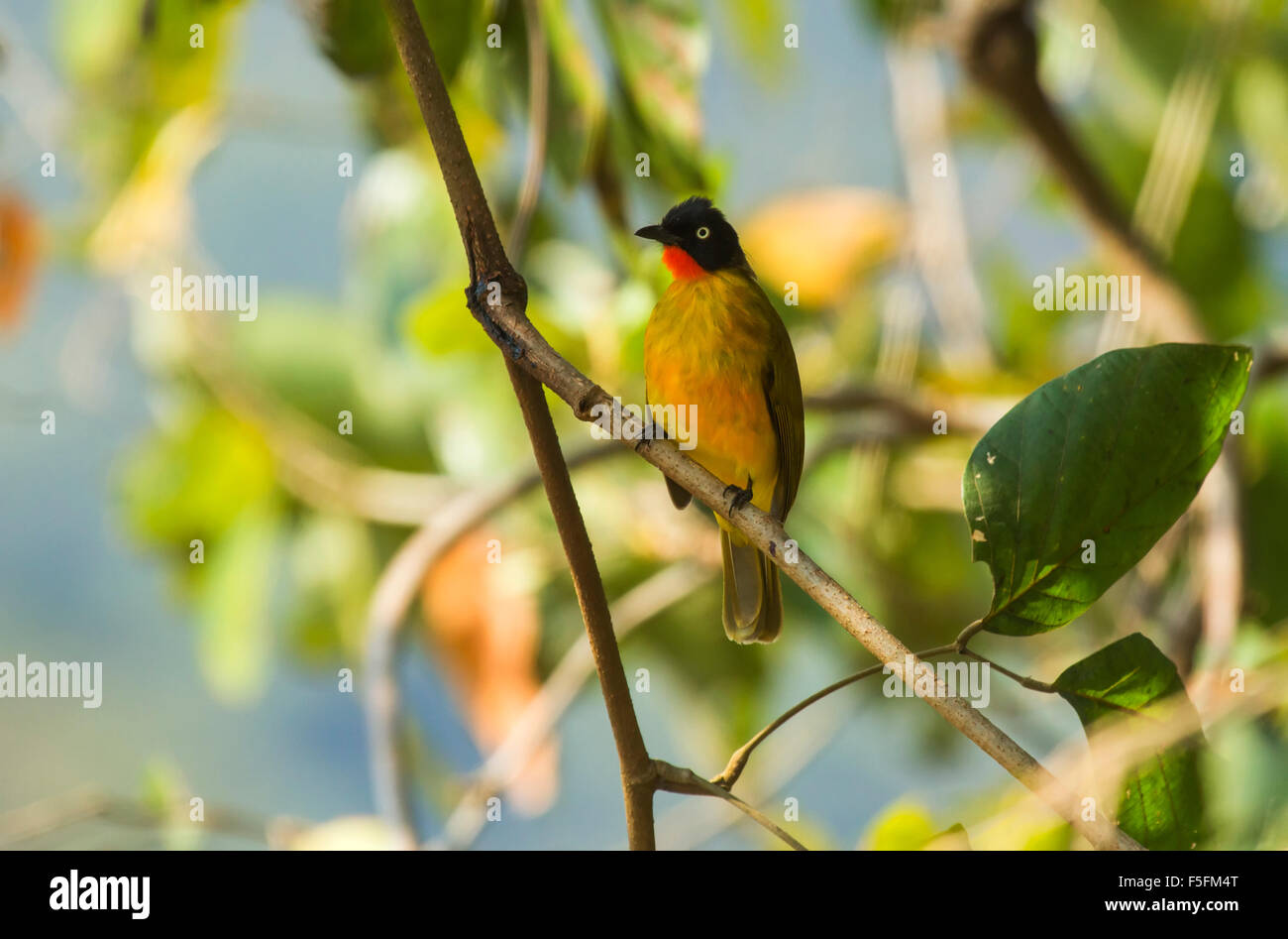 Grey headed bulbul pycnonotus hi-res stock photography and images - Alamy