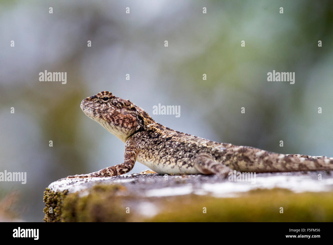 Indian Garden Lizard (Calotes versicolor Stock Photo - Alamy