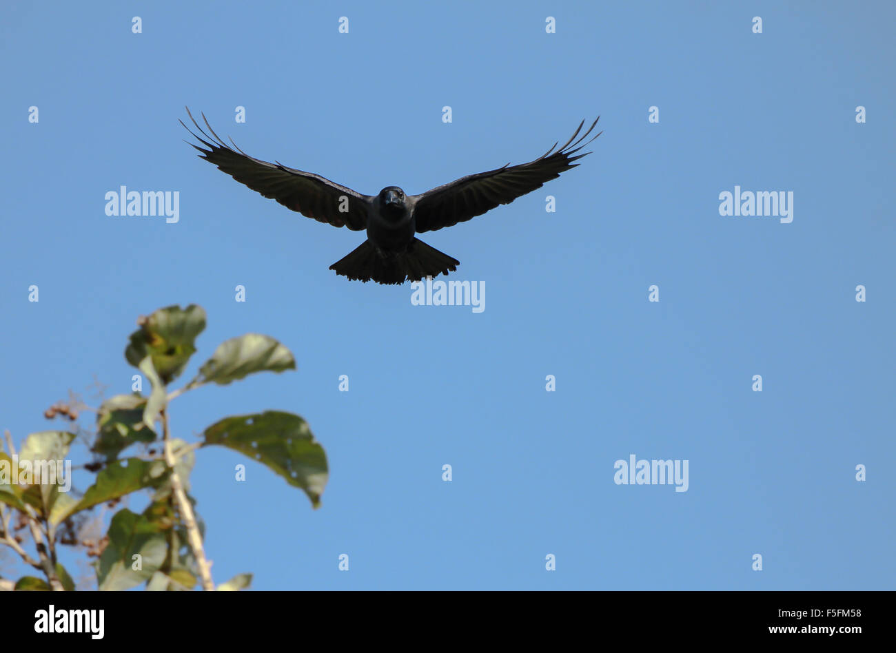 Horizontal shot black crow hi-res stock photography and images - Alamy