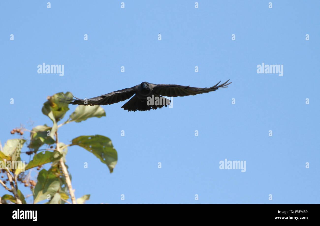 Horizontal shot black crow hi-res stock photography and images - Alamy