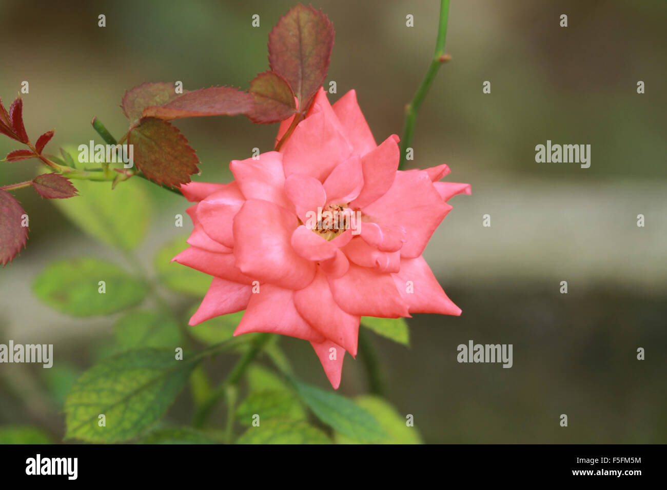 Beautiful pink rose in a garden Stock Photo - Alamy