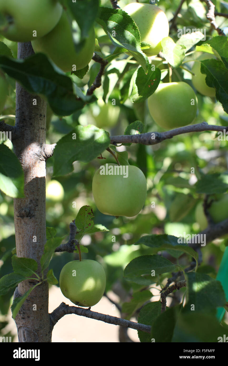 Julian, California, USA. 08th Oct, 2011. Ripe apples hang from a tree ...