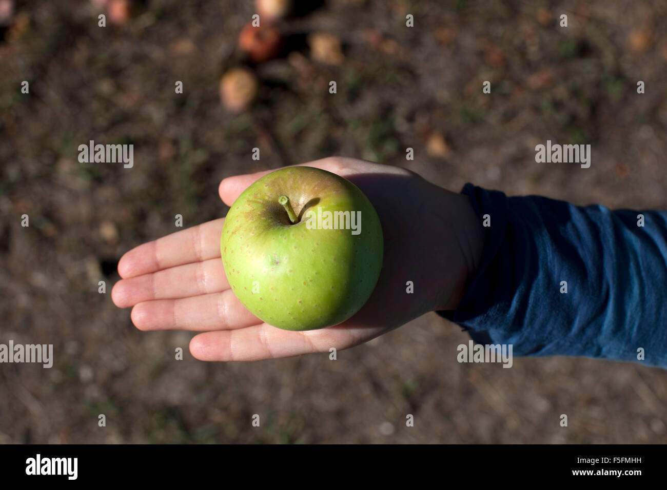 133 pies hi-res stock photography and images - Alamy