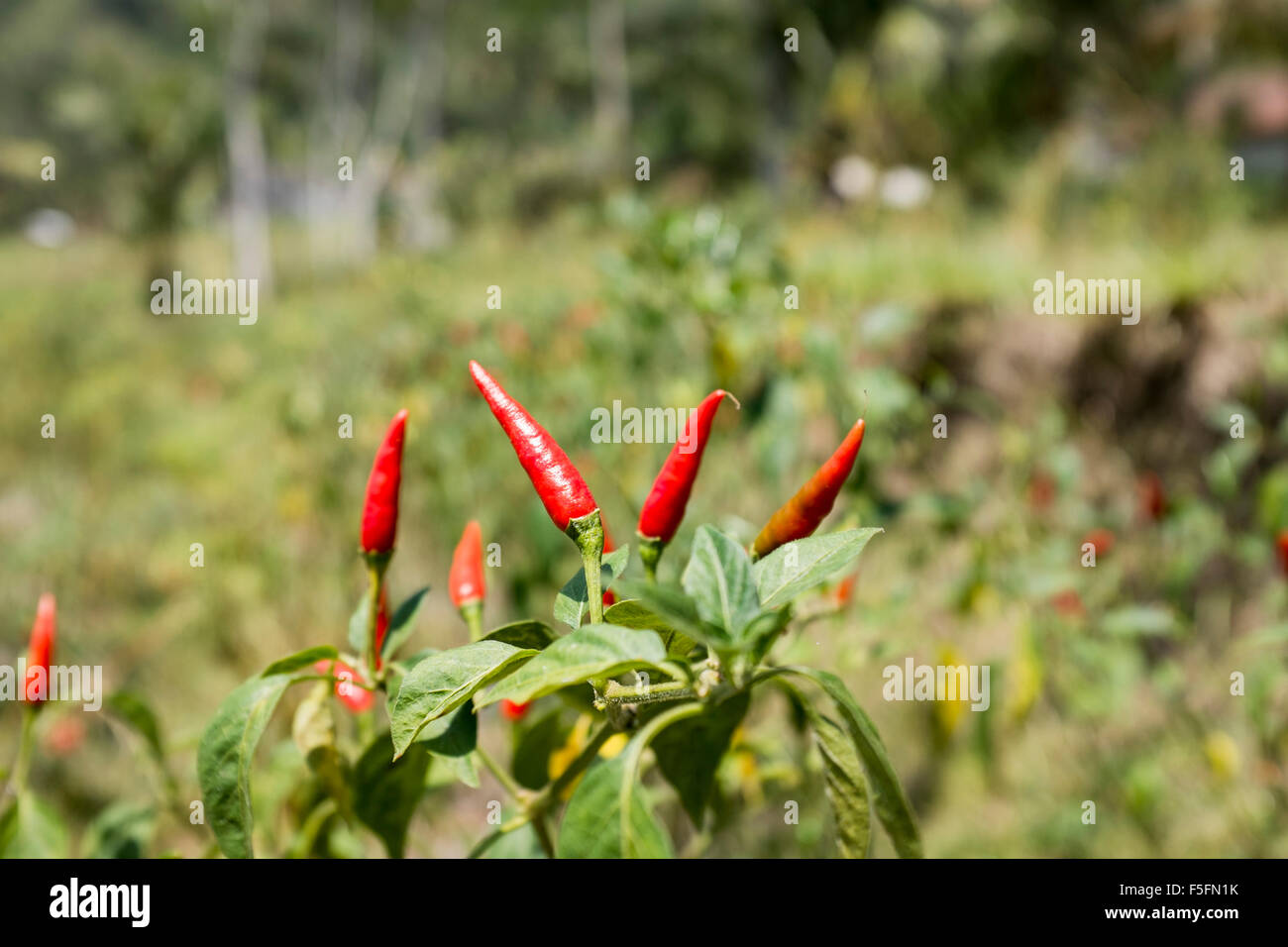 Red Chili Pepper plants grow in rice paddies as a cash crop while other ...