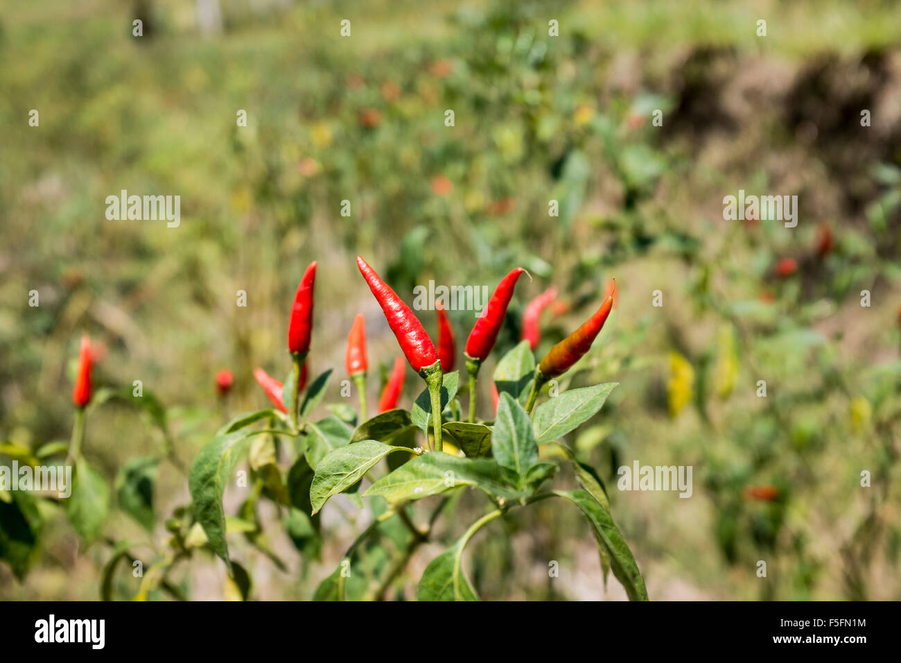 Red Chili Pepper plants grow in rice paddies as a cash crop while other ...