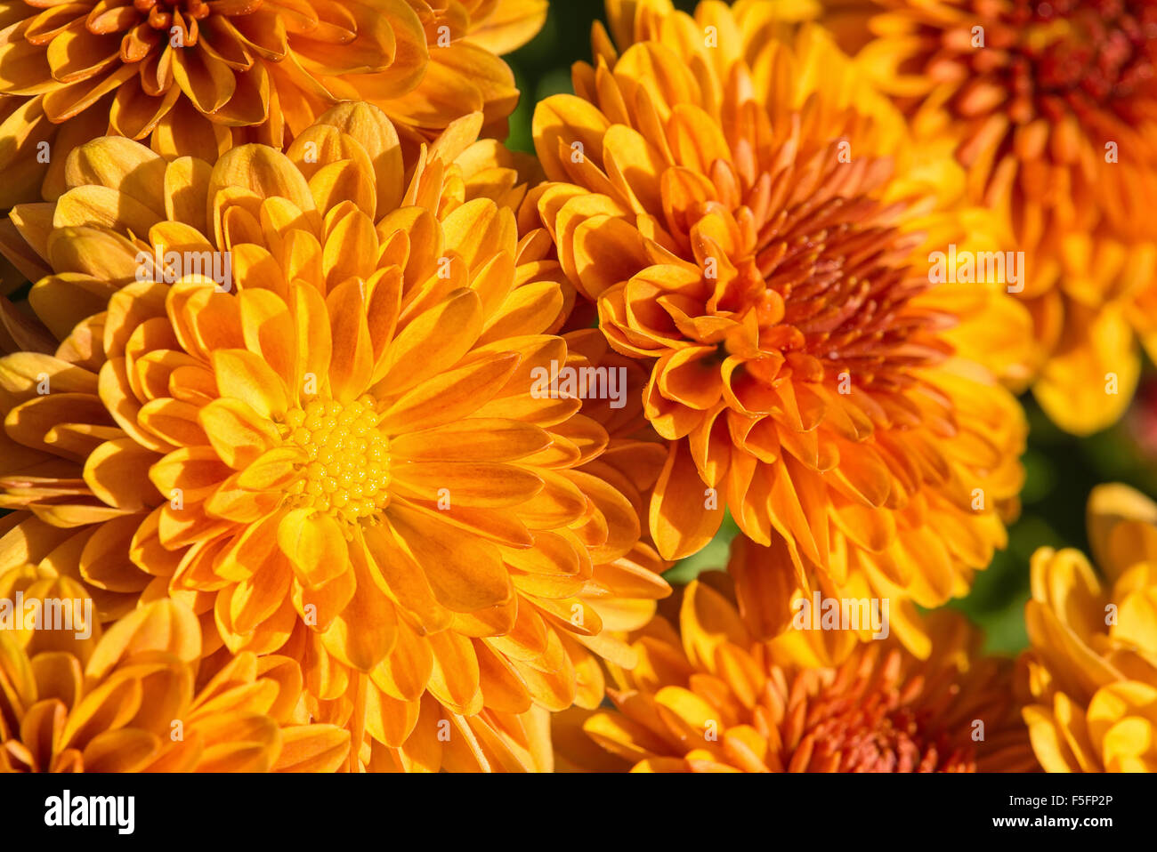 Golden Autumn Mum or Chrysanthemum flowers blooming in garden Stock ...