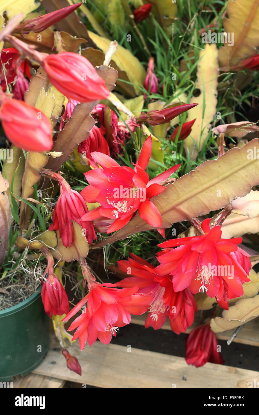 Close up of Epiphyllum or orchid cactus with flower buds Stock Photo ...