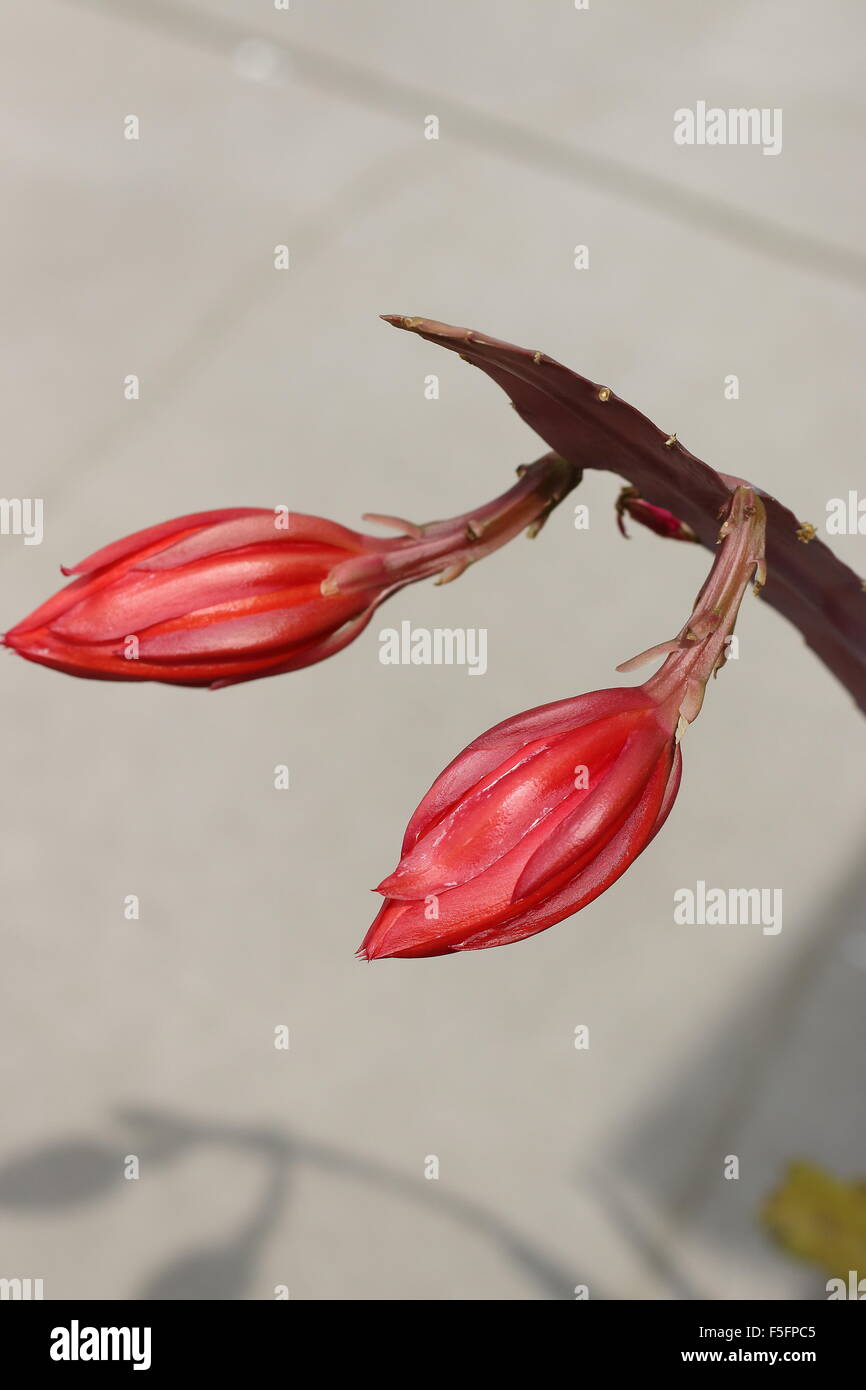 Close up of Epiphyllum or orchid cactus with flower buds Stock Photo ...