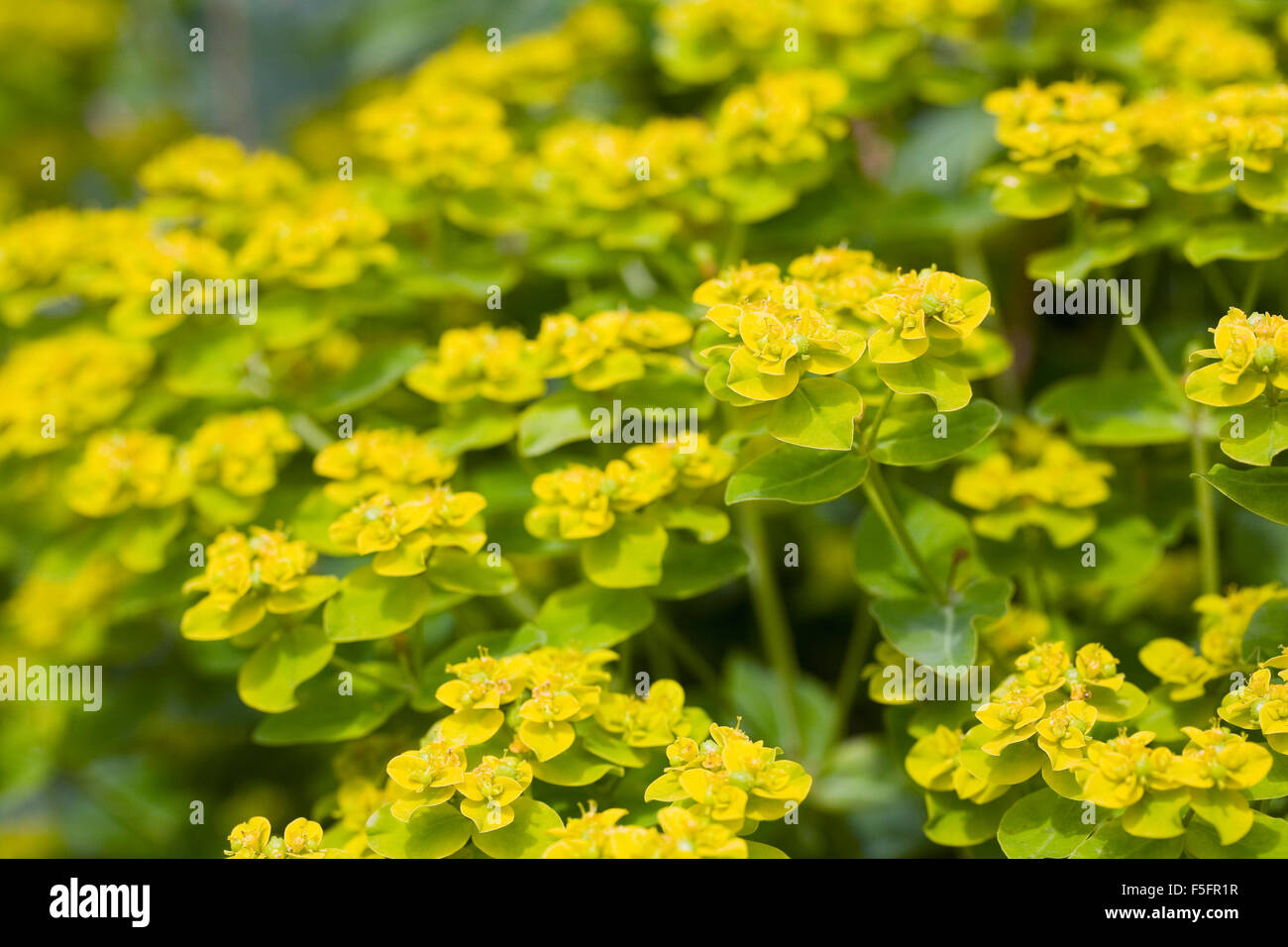 Euphorbia Flowers Stock Photos & Euphorbia Flowers Stock Images - Alamy
