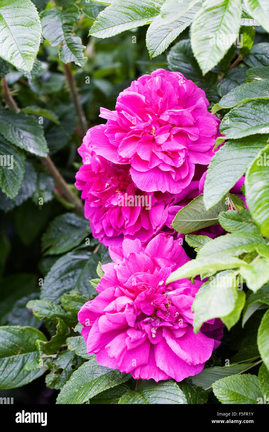Rosa rugosa flowers Stock Photo - Alamy