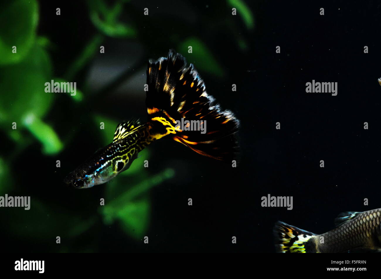 Guppy Multi Colored Fish Stock Photo - Alamy