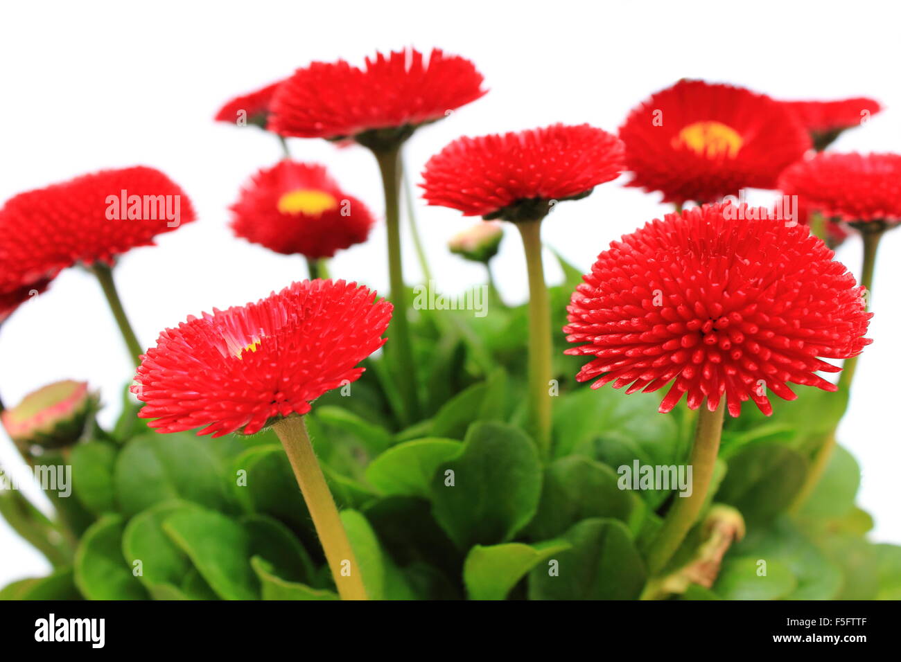 Composition of red daisies isolated on white background Stock Photo - Alamy