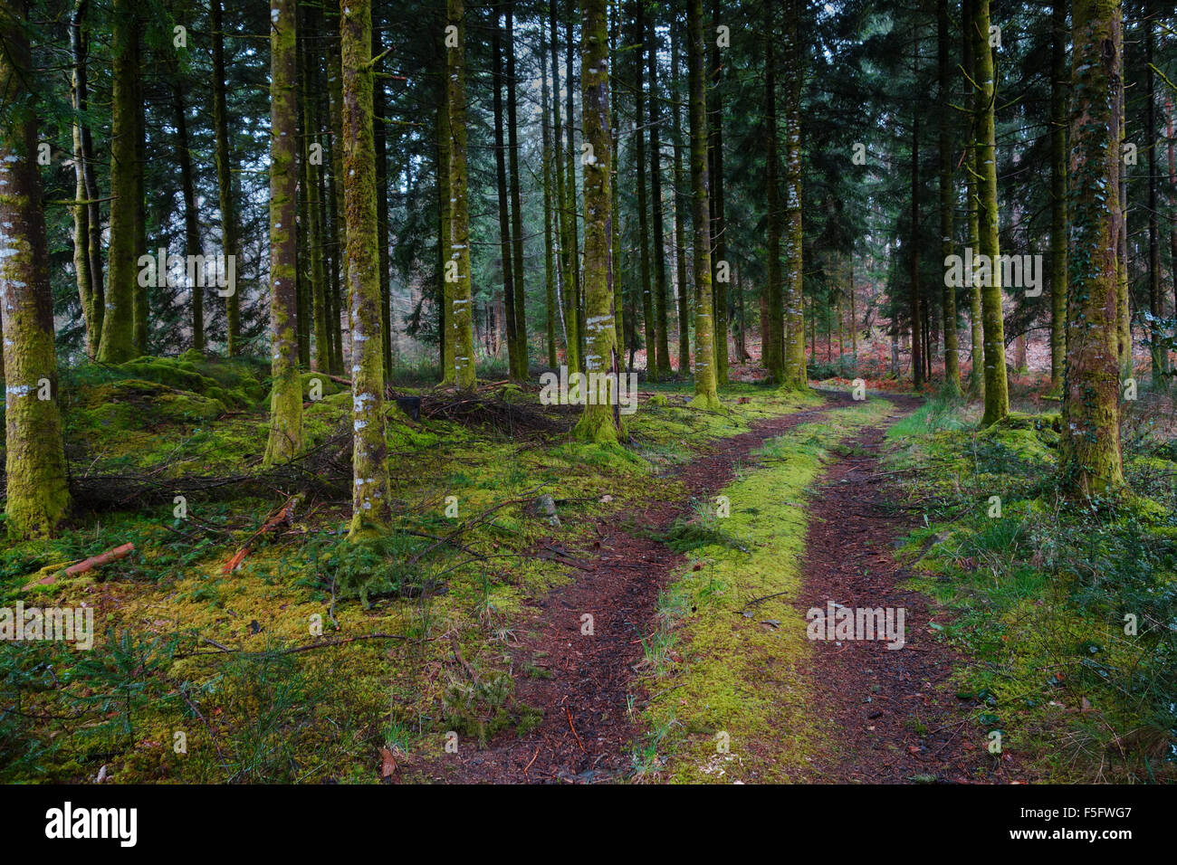 Dirt track going through a mysterious dark pine forest with lush green ...