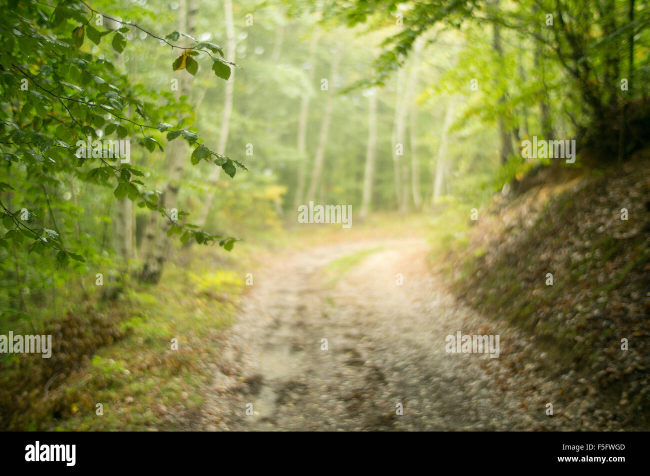 Journey Path Forest Enchanted Journey: Psychedelic Forest Path 1000