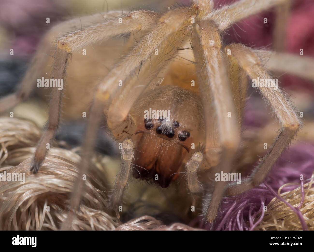 Extreme close up of yellow sac spider on bright threaded carpet Stock ...