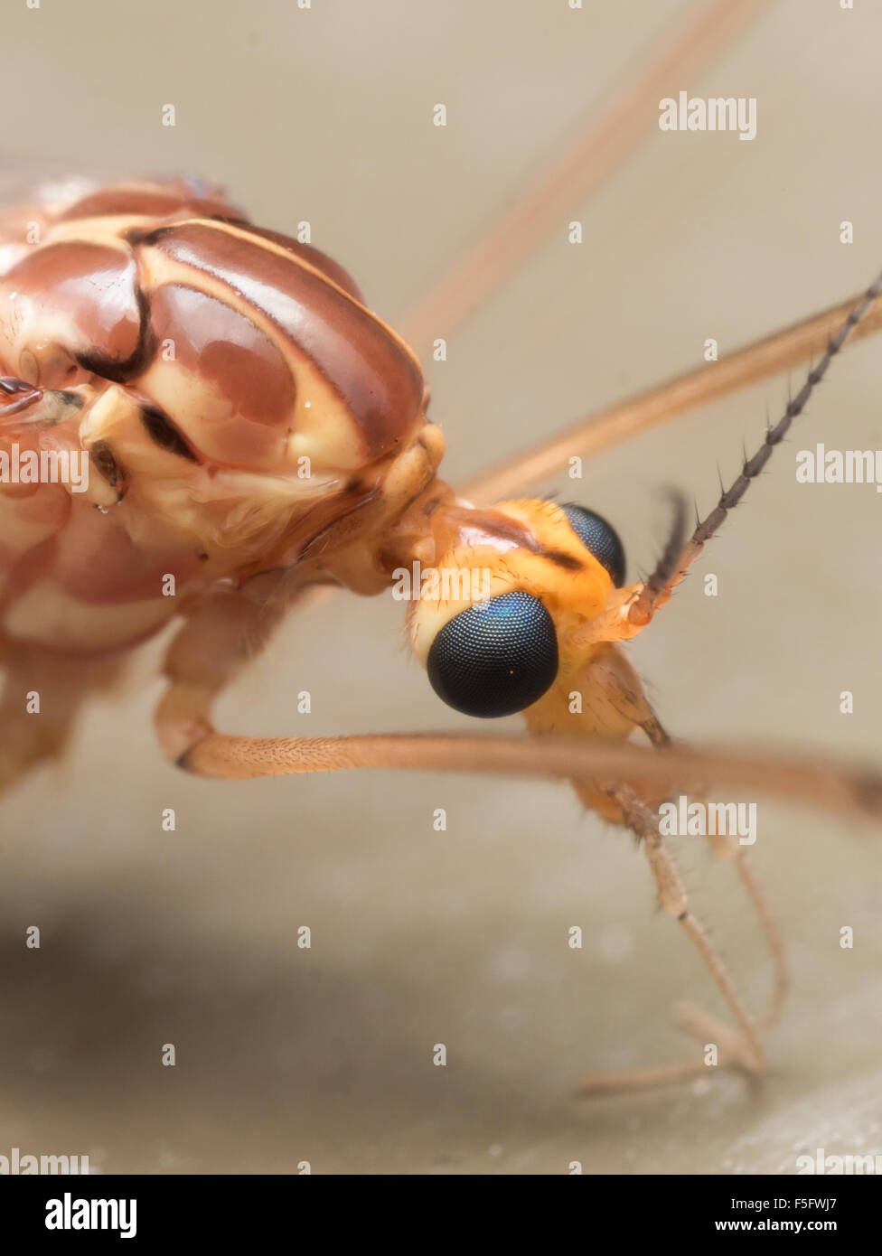 Detailed macro photo of crane fly shows bright blue compound eyes and ...