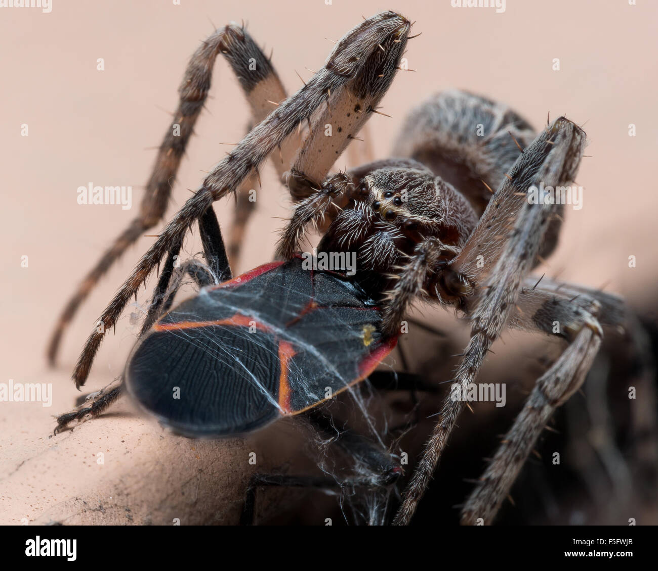 Extreme close up of orb-weaving spider eating boxelder bug face-first ...