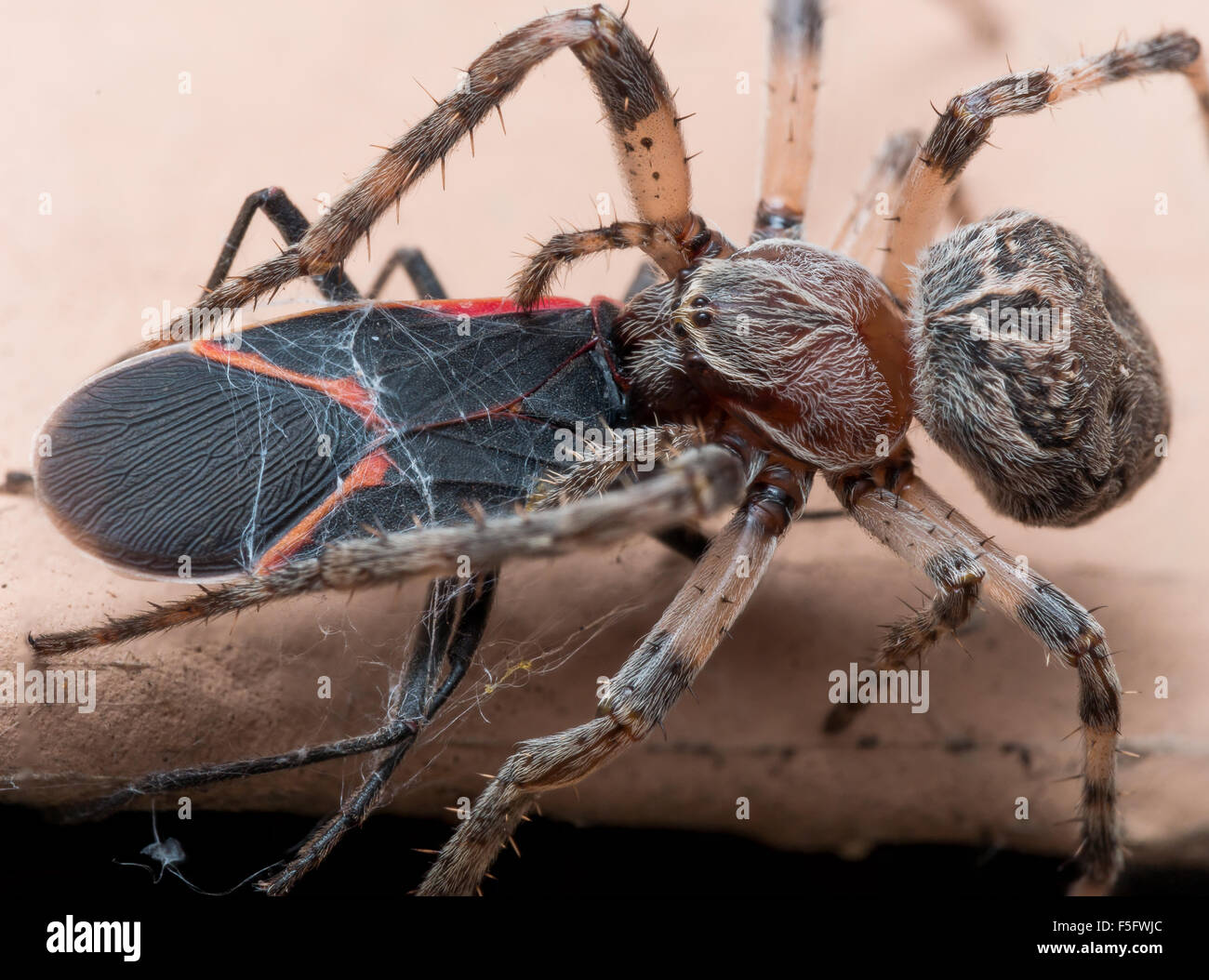 Extreme close up of orb-weaving spider eating boxelder bug face-first ...