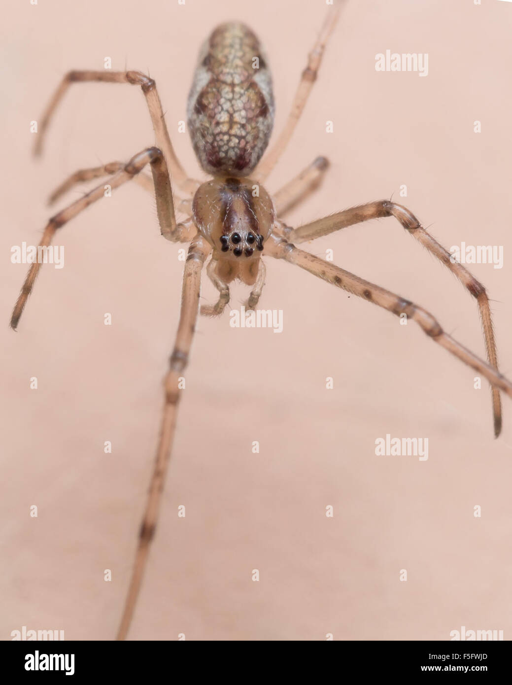Carpenter spider hi-res stock photography and images - Alamy