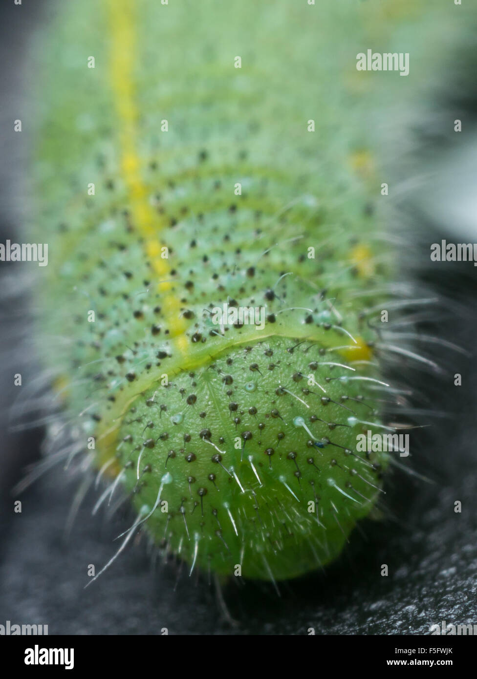 Bright green caterpillar is larvae of small cabbage white butterfly ...