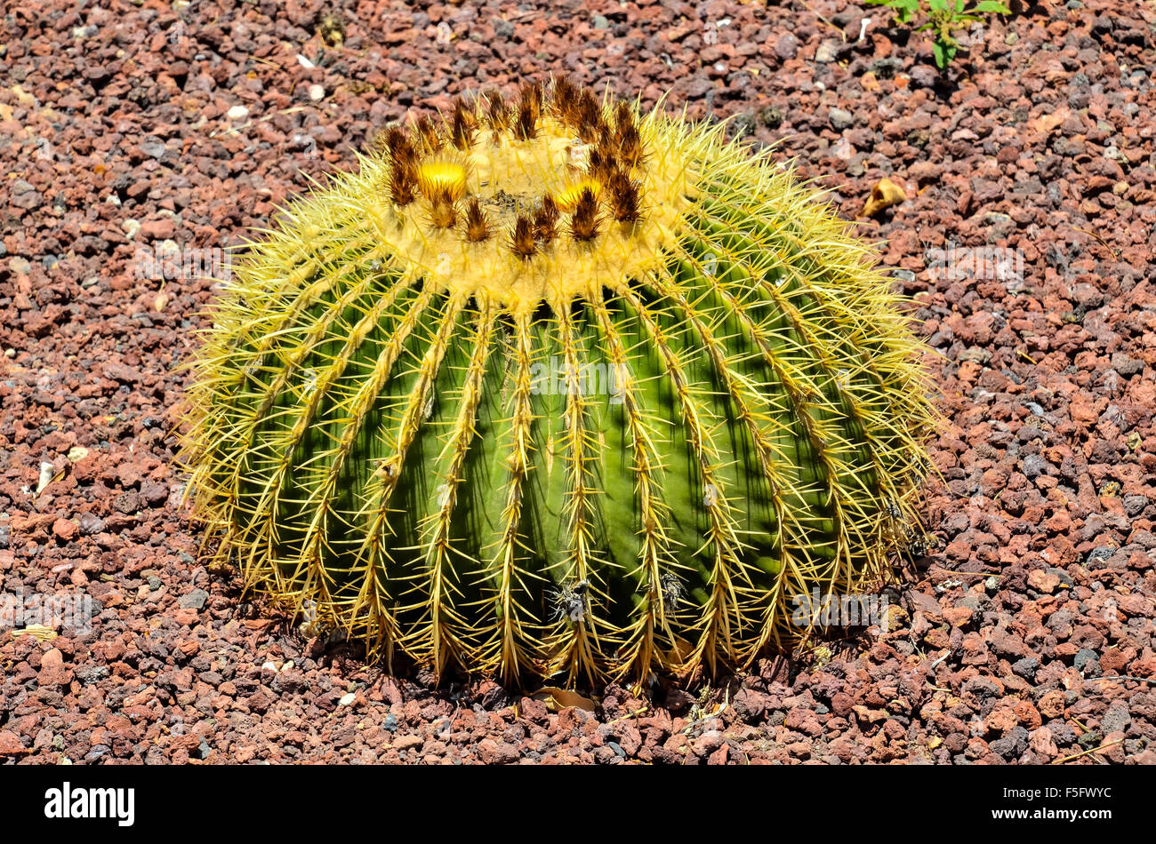 Cactus in the Desert Stock Photo - Alamy