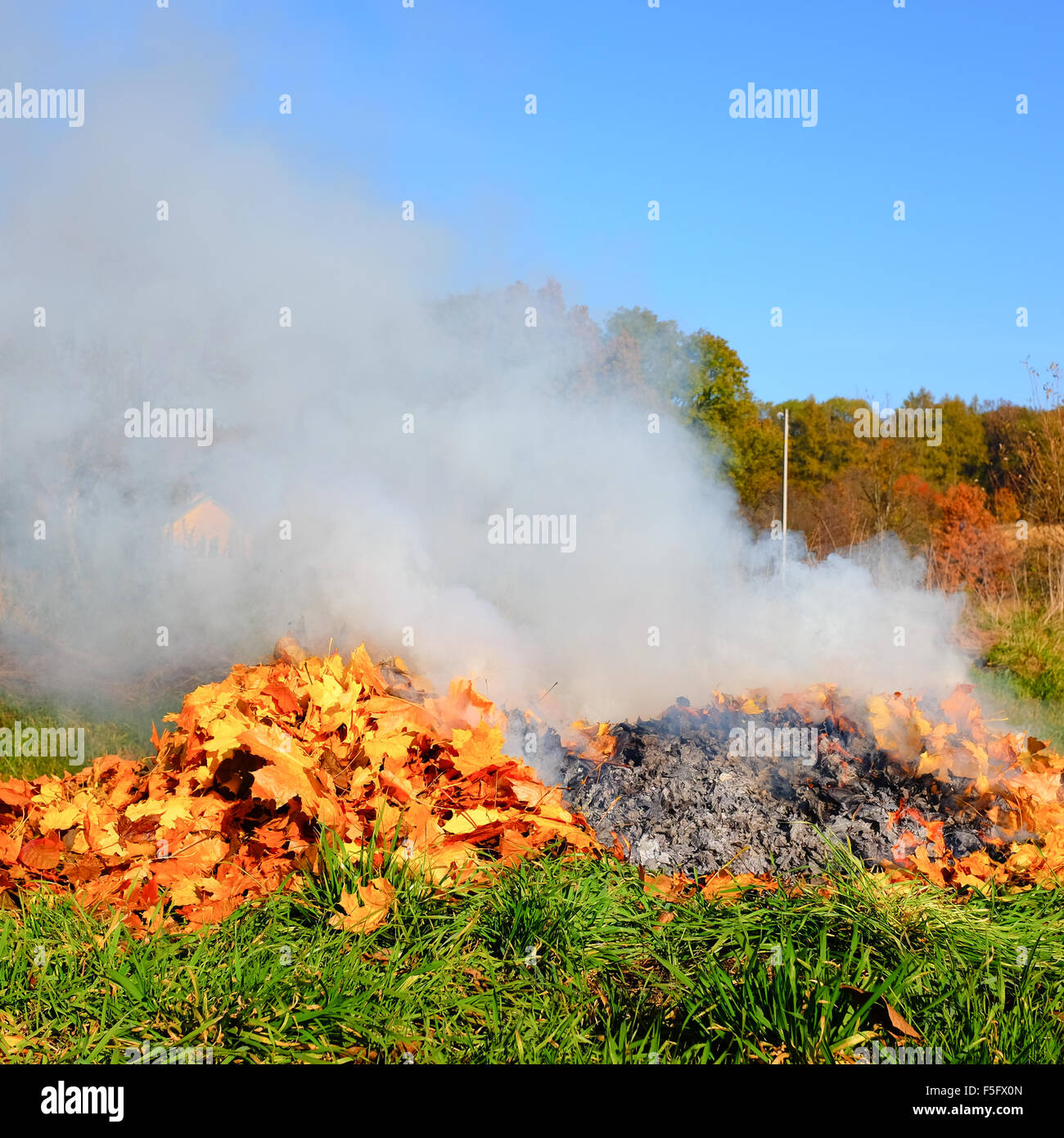 Autumn bonfire being loaded with oak yellow leaves Stock Photo - Alamy