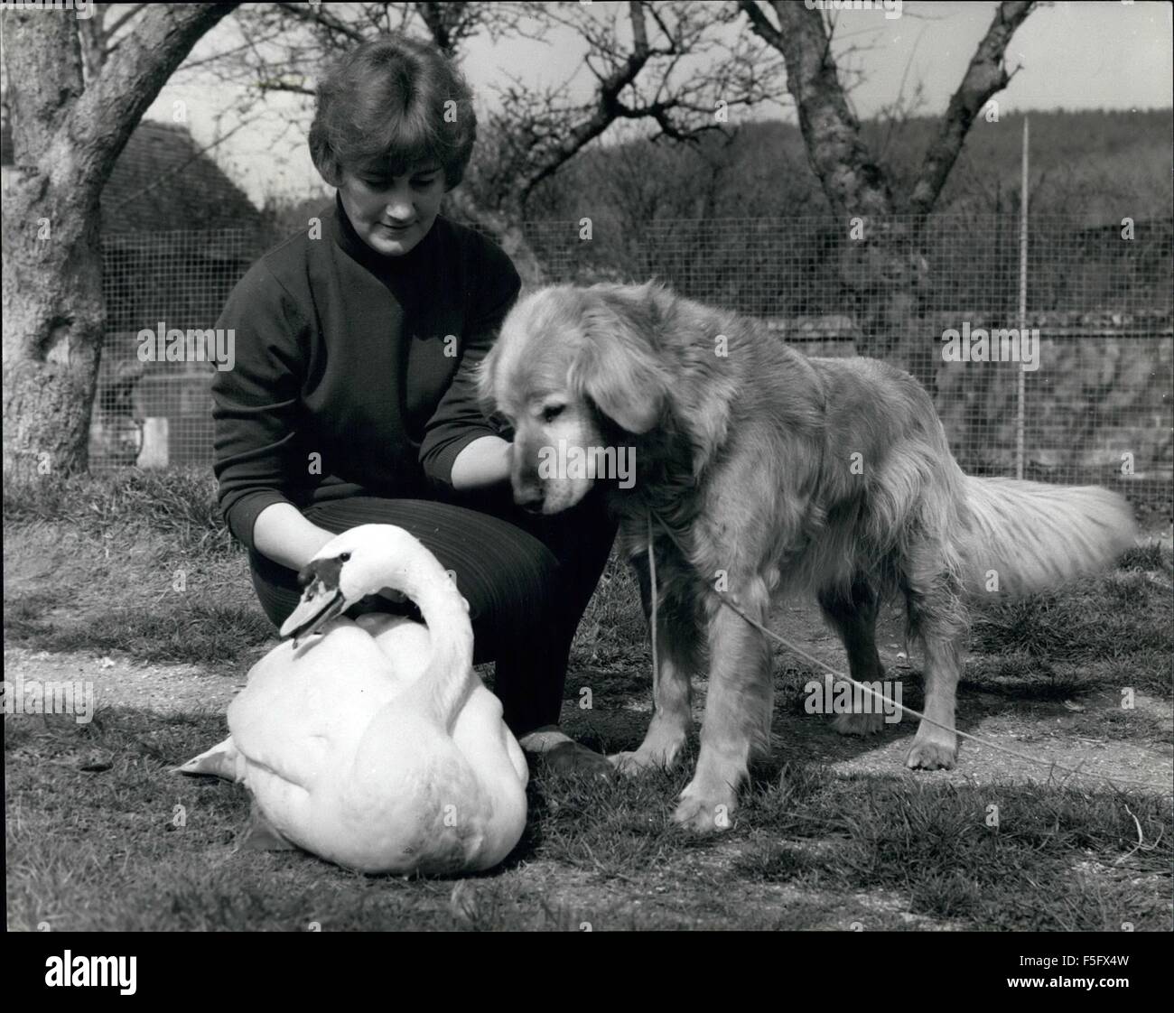 1972 - The best of friends General the once vicious dog and Lucifer he ...