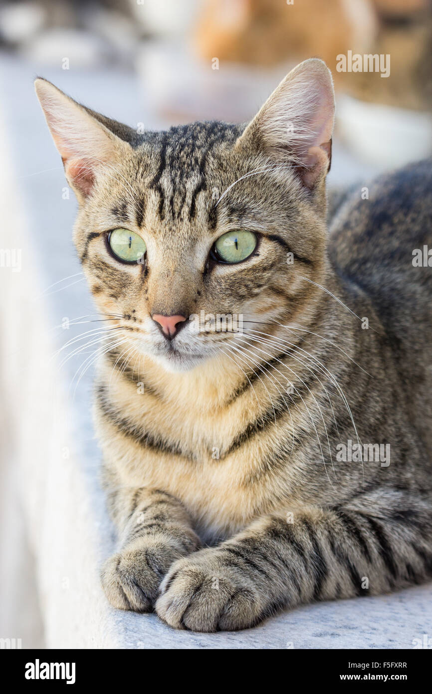 Staring pet hi-res stock photography and images - Alamy